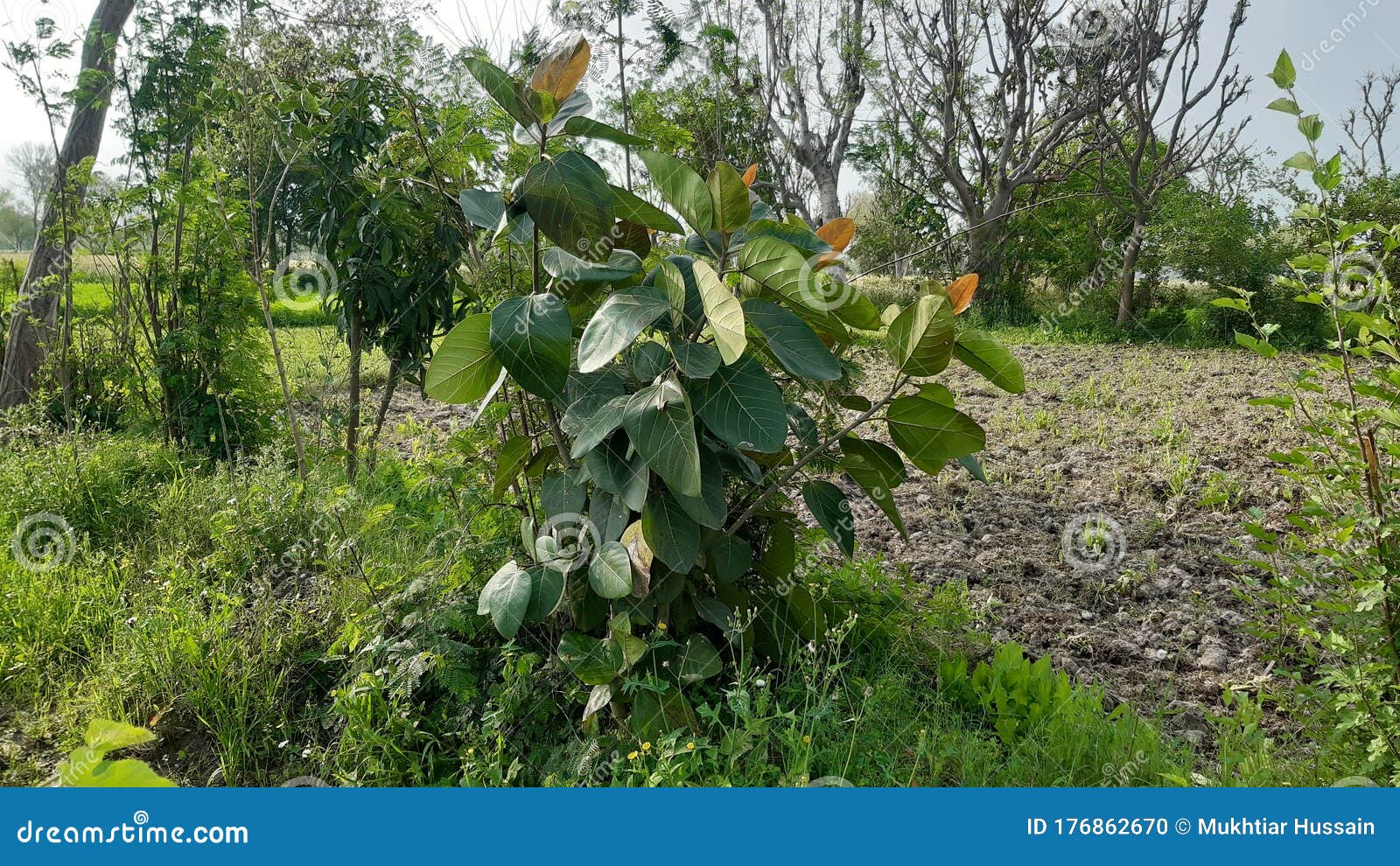 Banyan Tree Also Known by Three More Names Bohr , Burr and Bargad ...