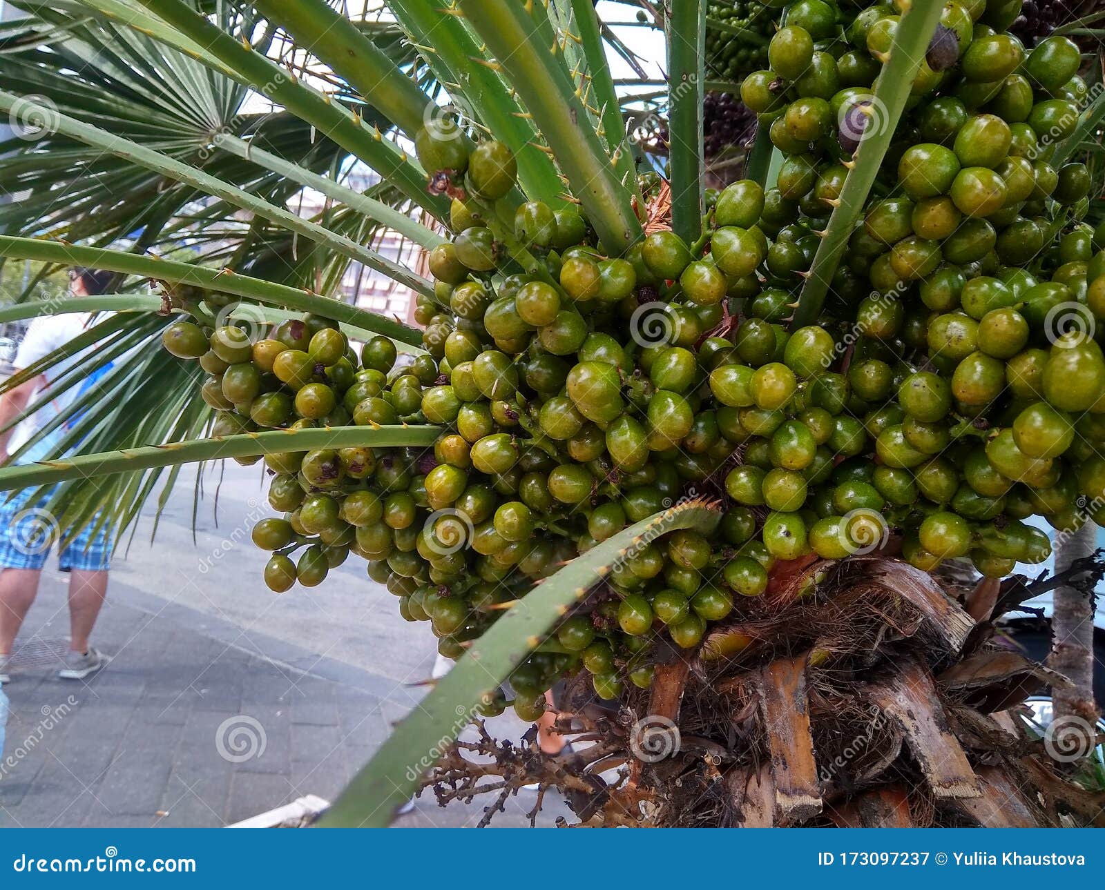 Square on the Mediterranean Seafront with Palm Tree Stock Image - Image ...