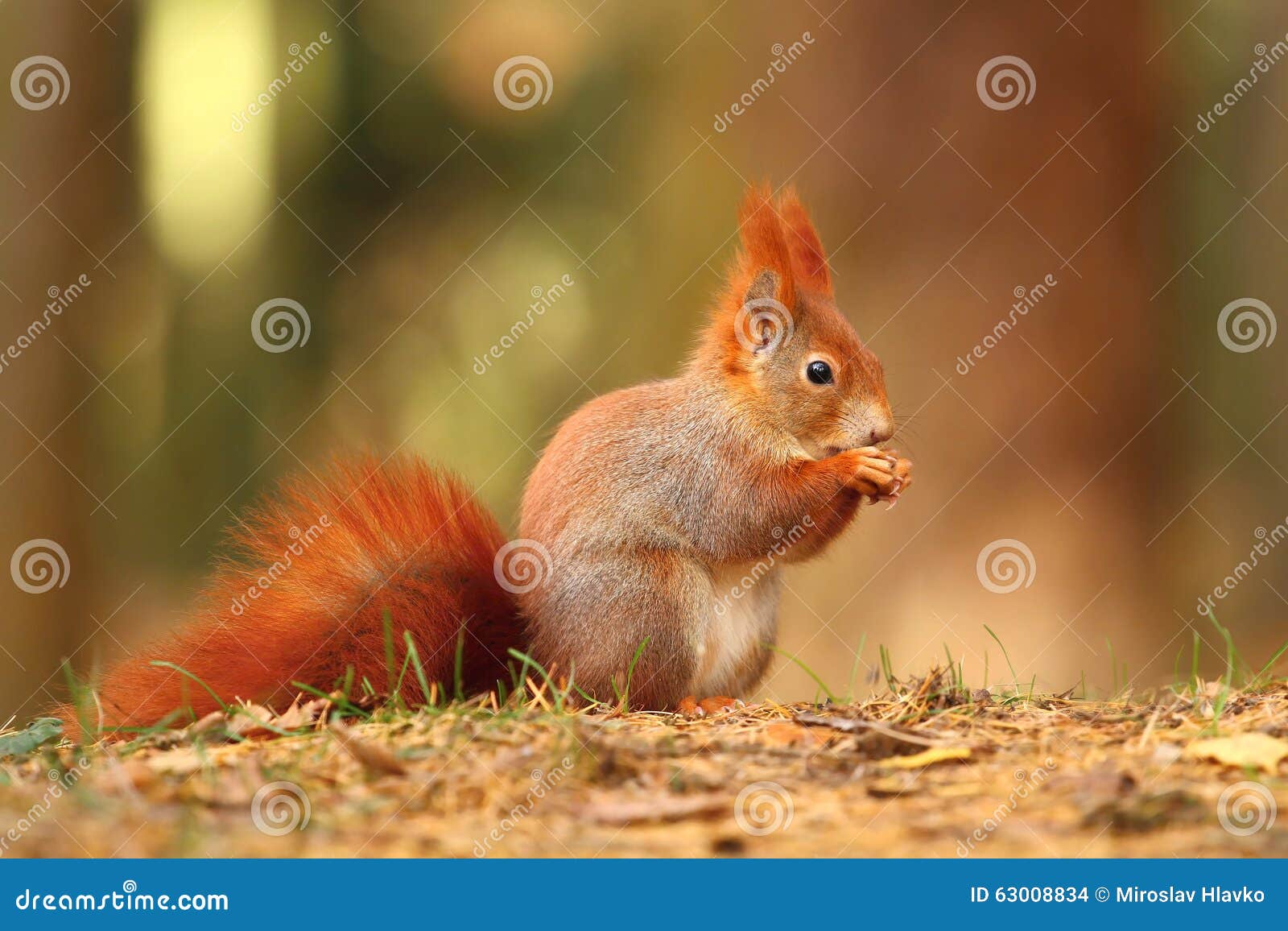 Beautiful squirrel stock photo. Image of vulgaris, hairy - 63008834