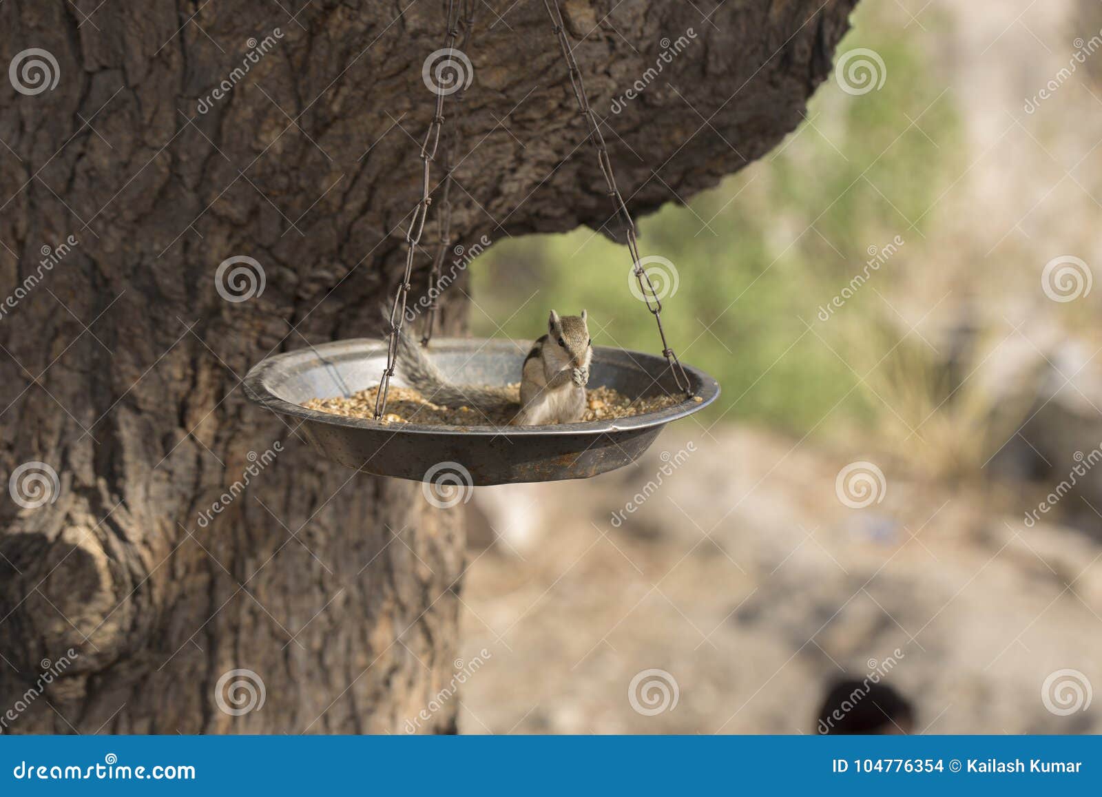 Beautiful Squirrel stock photo. Image of gilhari, landscape - 104776354