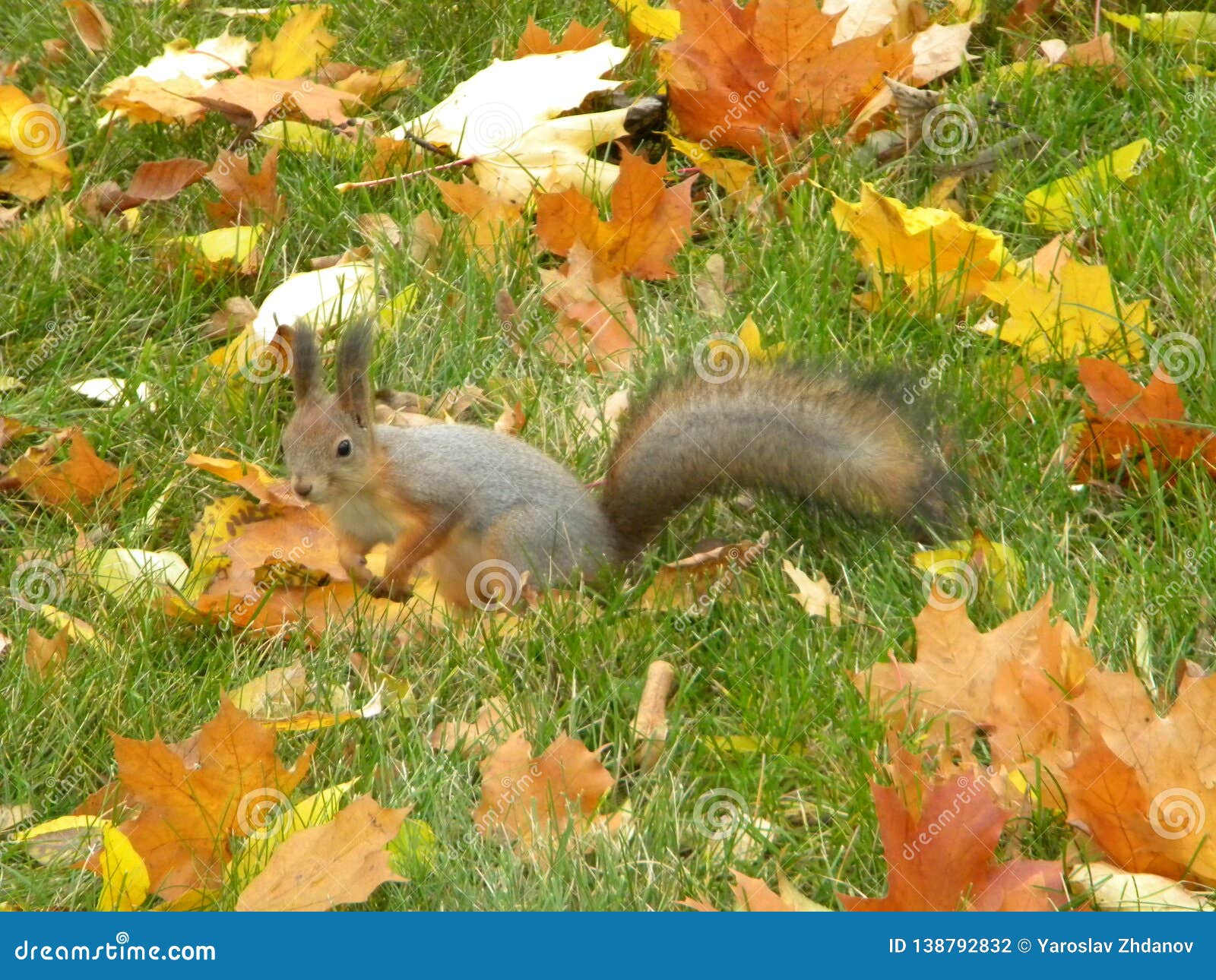 Squirrel in the Autumn Park among the Foliage Stock Photo - Image of ...