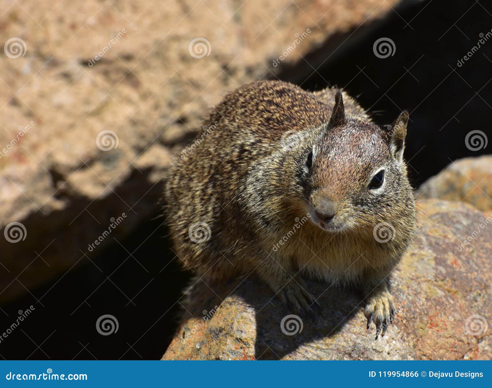 Beautiful Squirrel Sitting Perched on a Rock Stock Photo - Image of ...