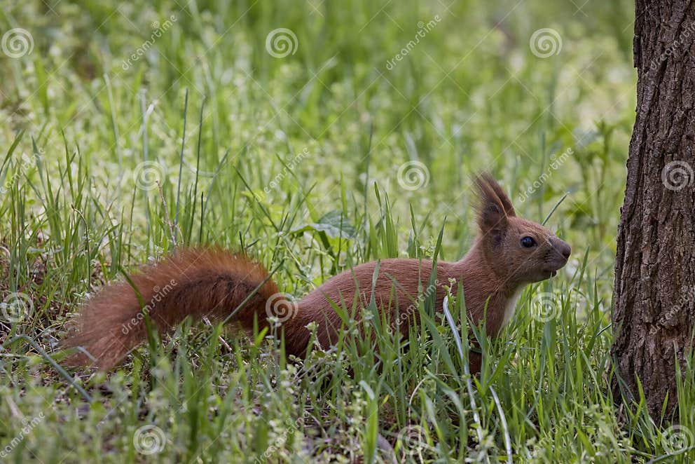 Squirrel on a Spring Day Eating a Nut Stock Photo - Image of small ...