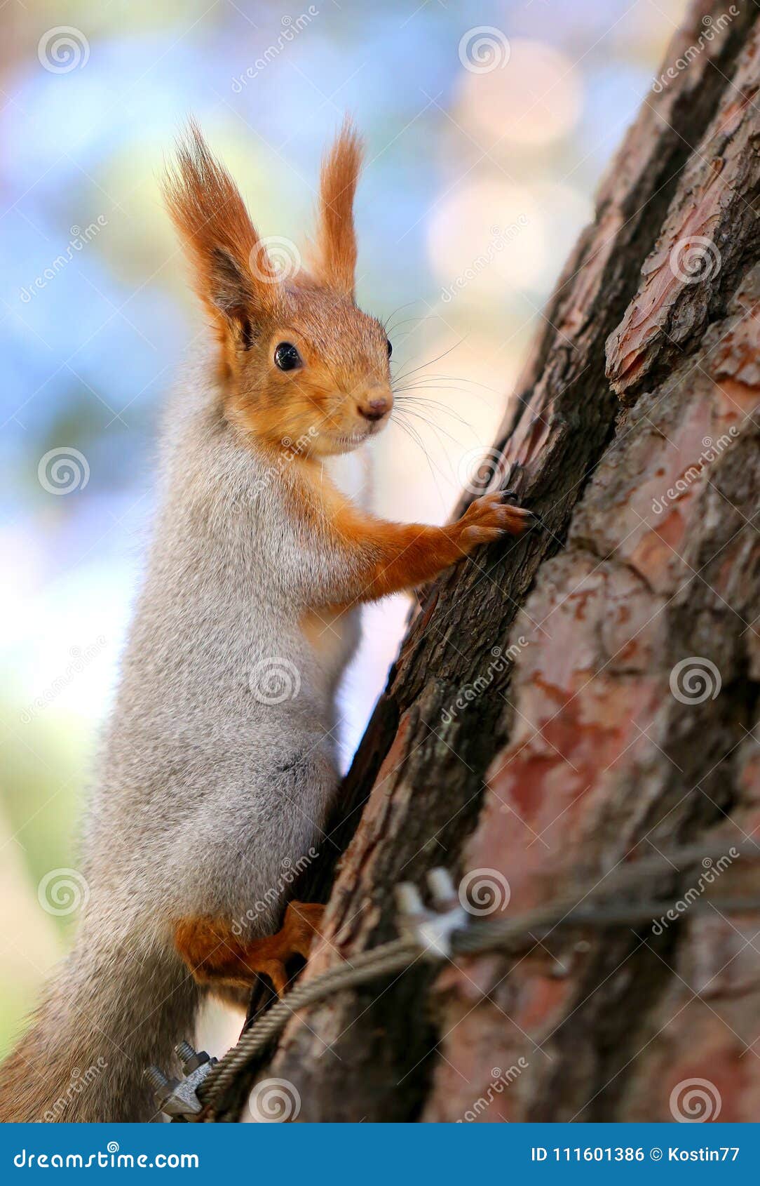 Beautiful Squirrel on a Tree Stock Photo - Image of looking, curious ...