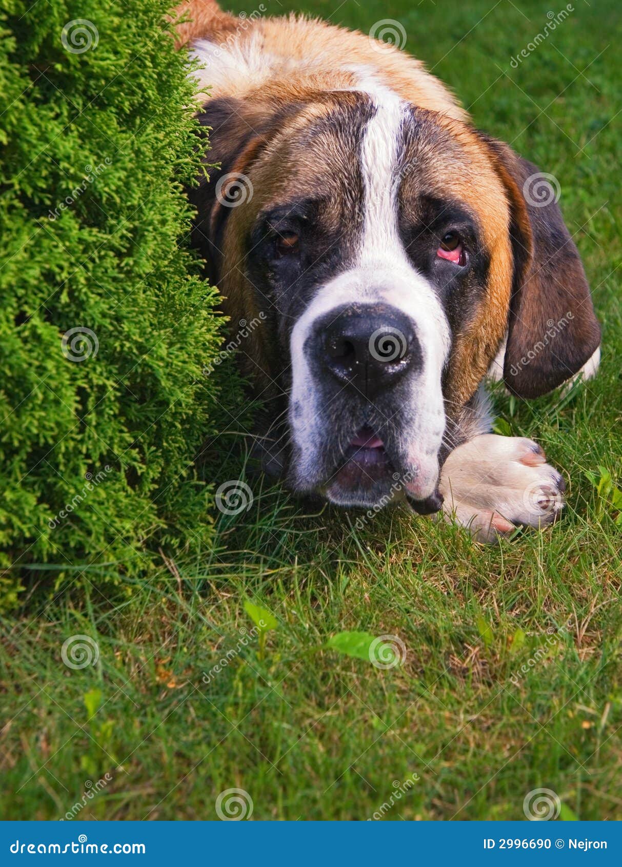 Beautiful St. Bernard dog stock photo. Image of bred, animal - 2996690