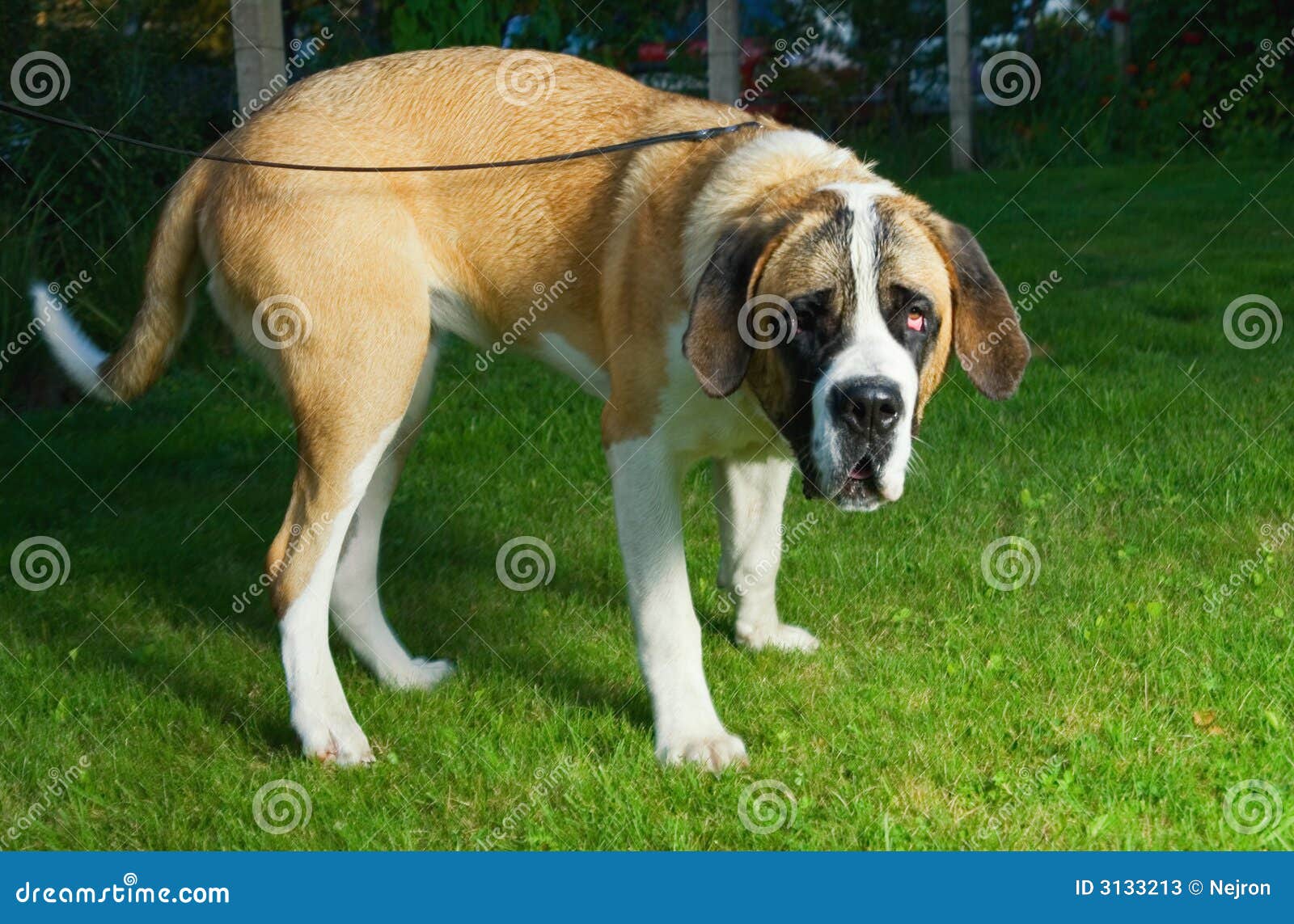 Beautiful St. Bernard dog stock image. Image of beautiful - 3133213