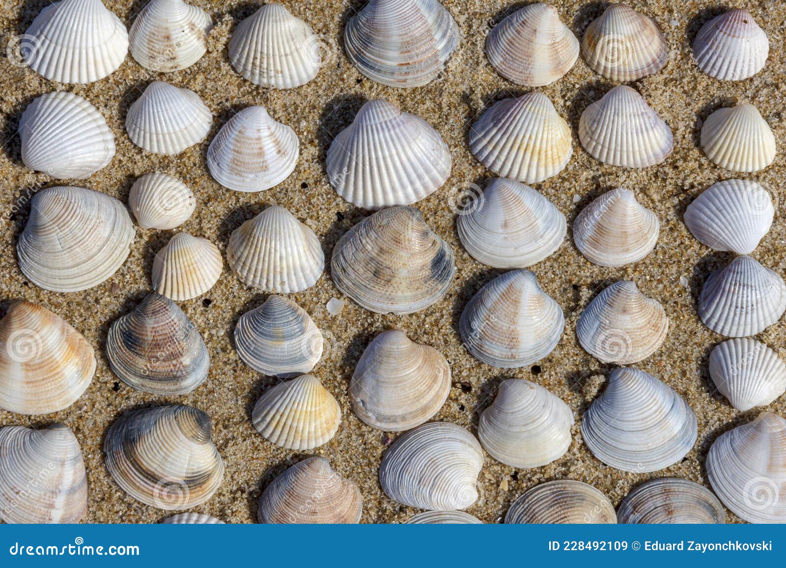 Beautiful Stacked on Sand Shell Marine Clams Stock Image - Image of ...