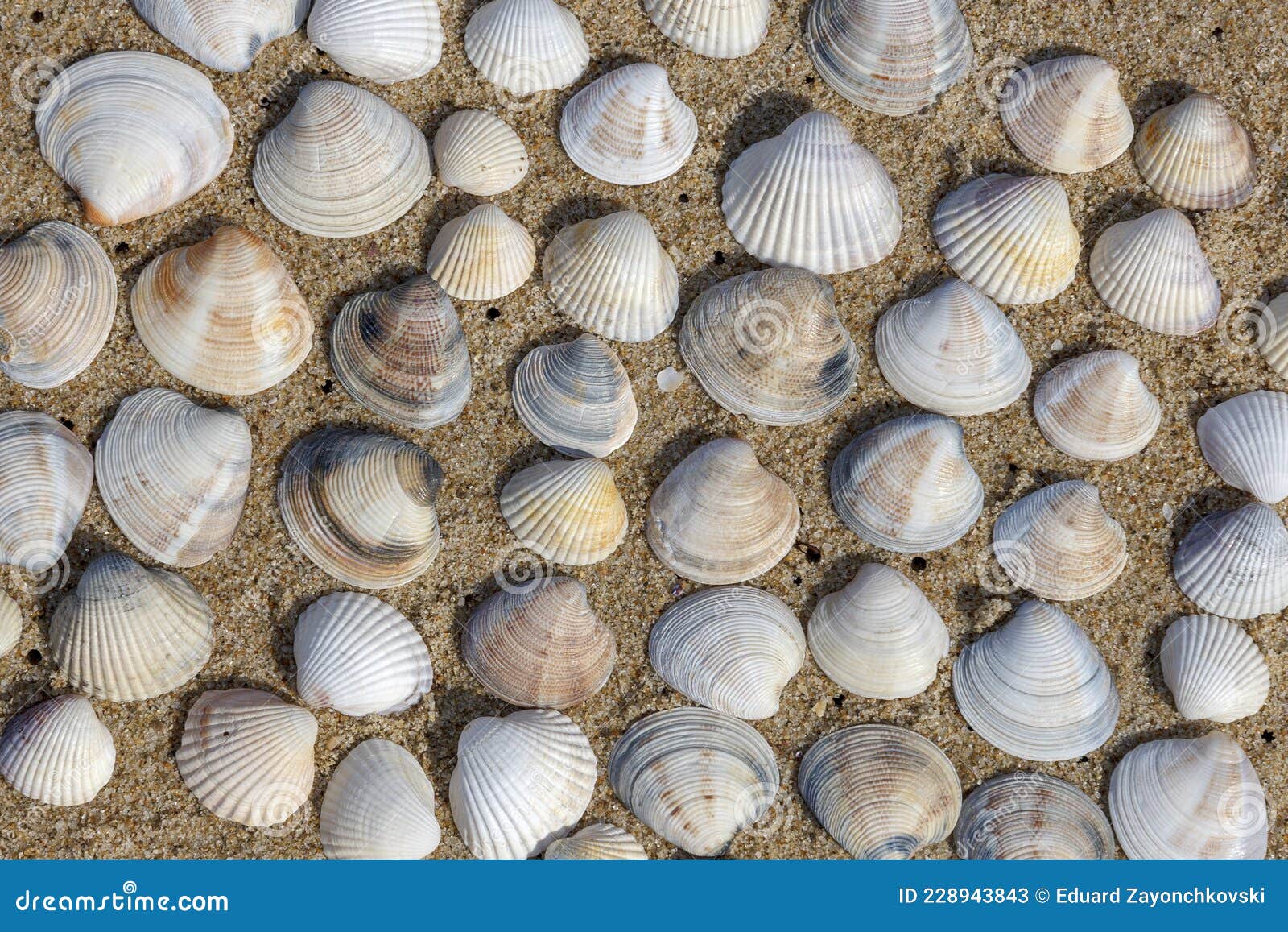 Beautiful Stacked on Sand Shell Marine Clams Stock Image - Image of ...