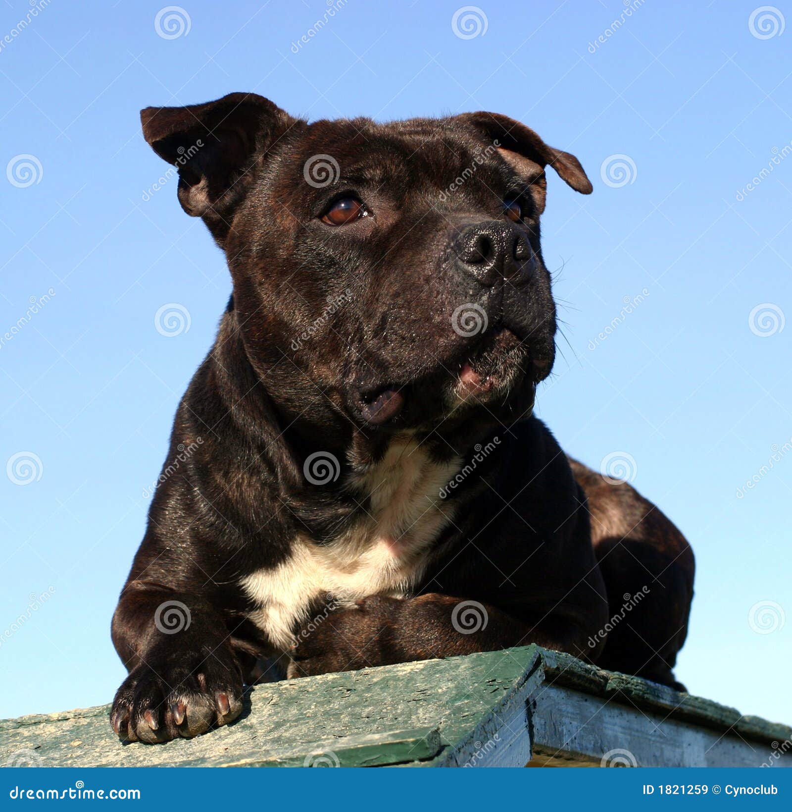 Beautiful staffordshire stock image. Image of play, animal - 1821259