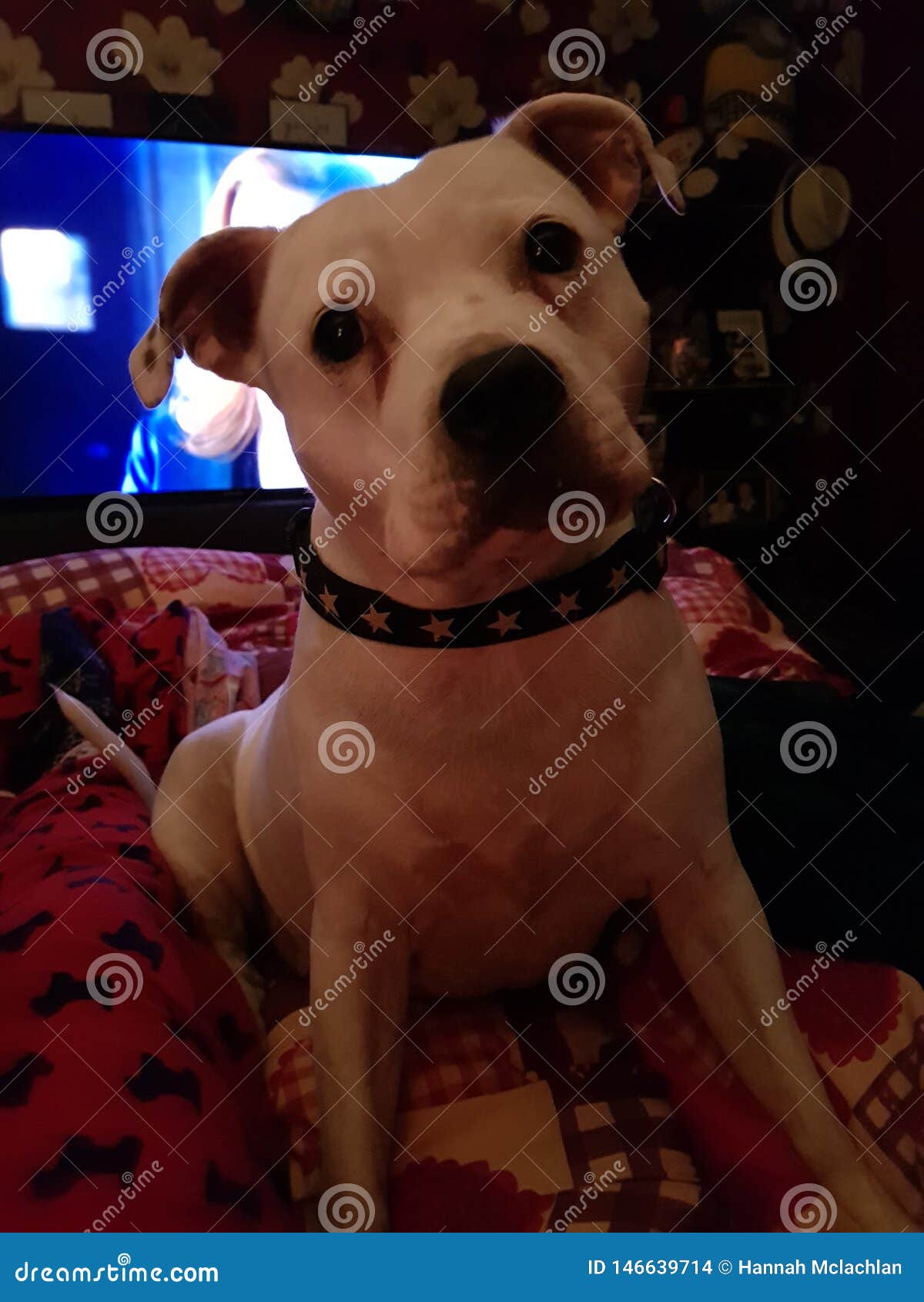 Beautiful staffy dog stock photo. Image of beautiful - 146639714