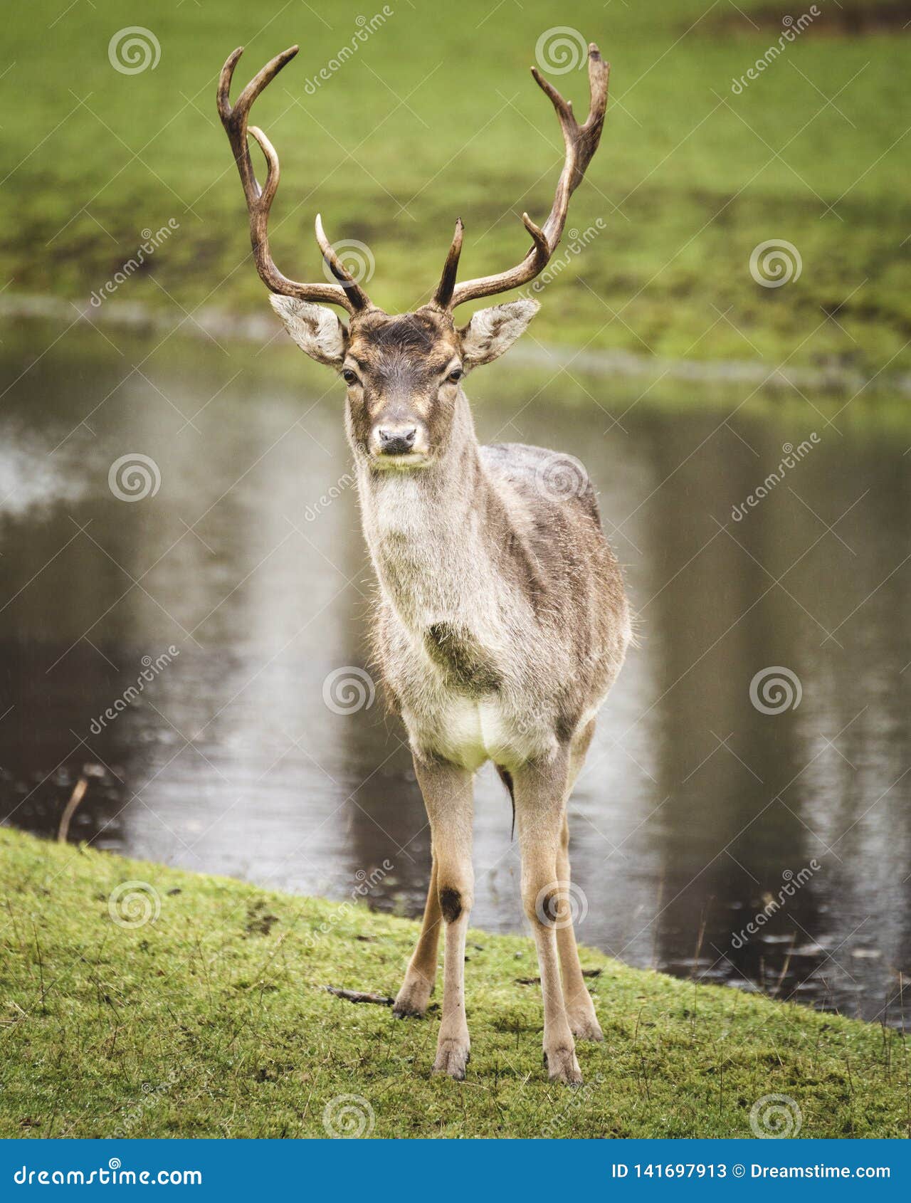 Beautiful Stag Deer Looking Straight at the Camera Stock Image - Image ...