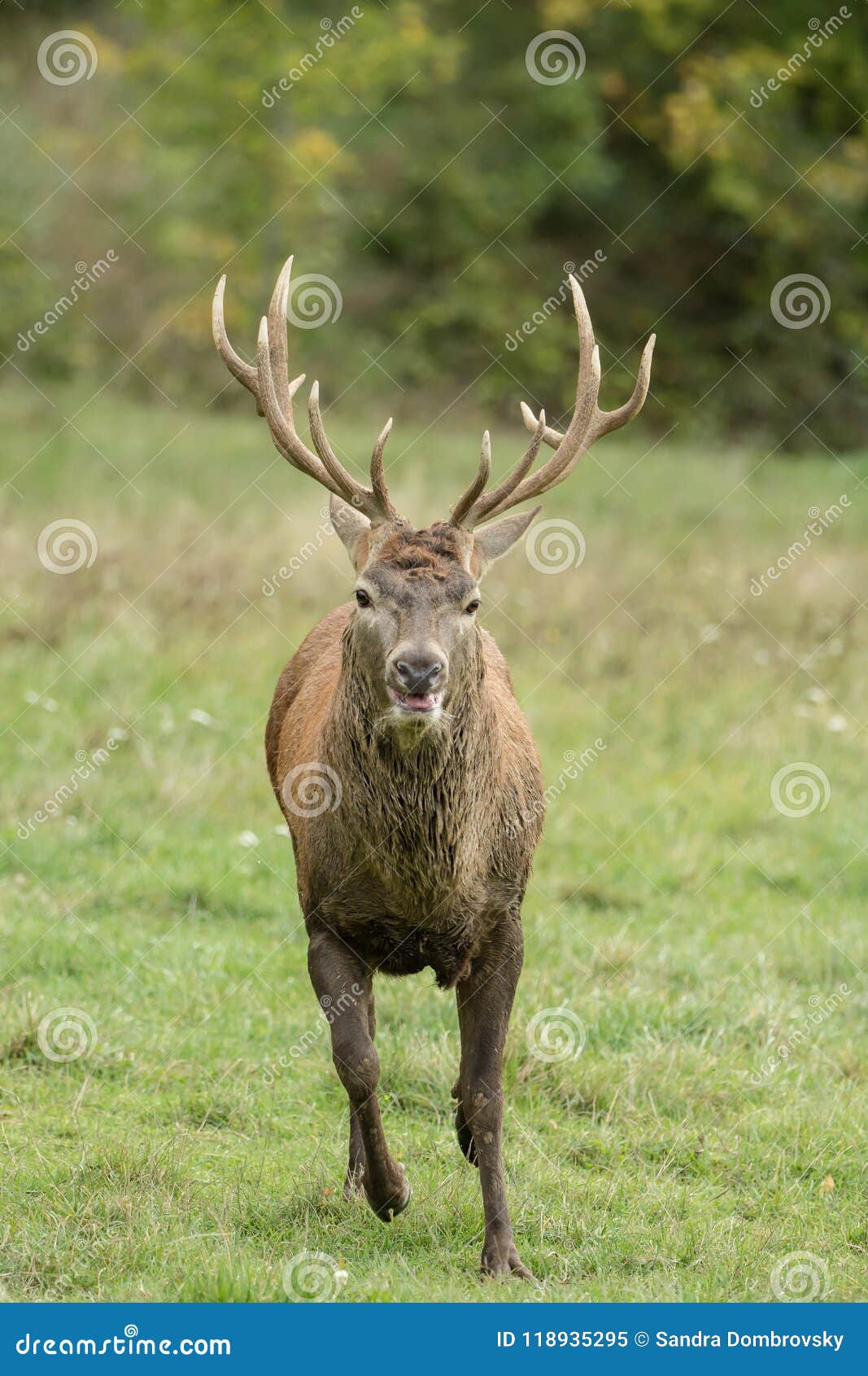 Beautiful Stag with Great Antlers on Green Meadow Stock Image - Image ...