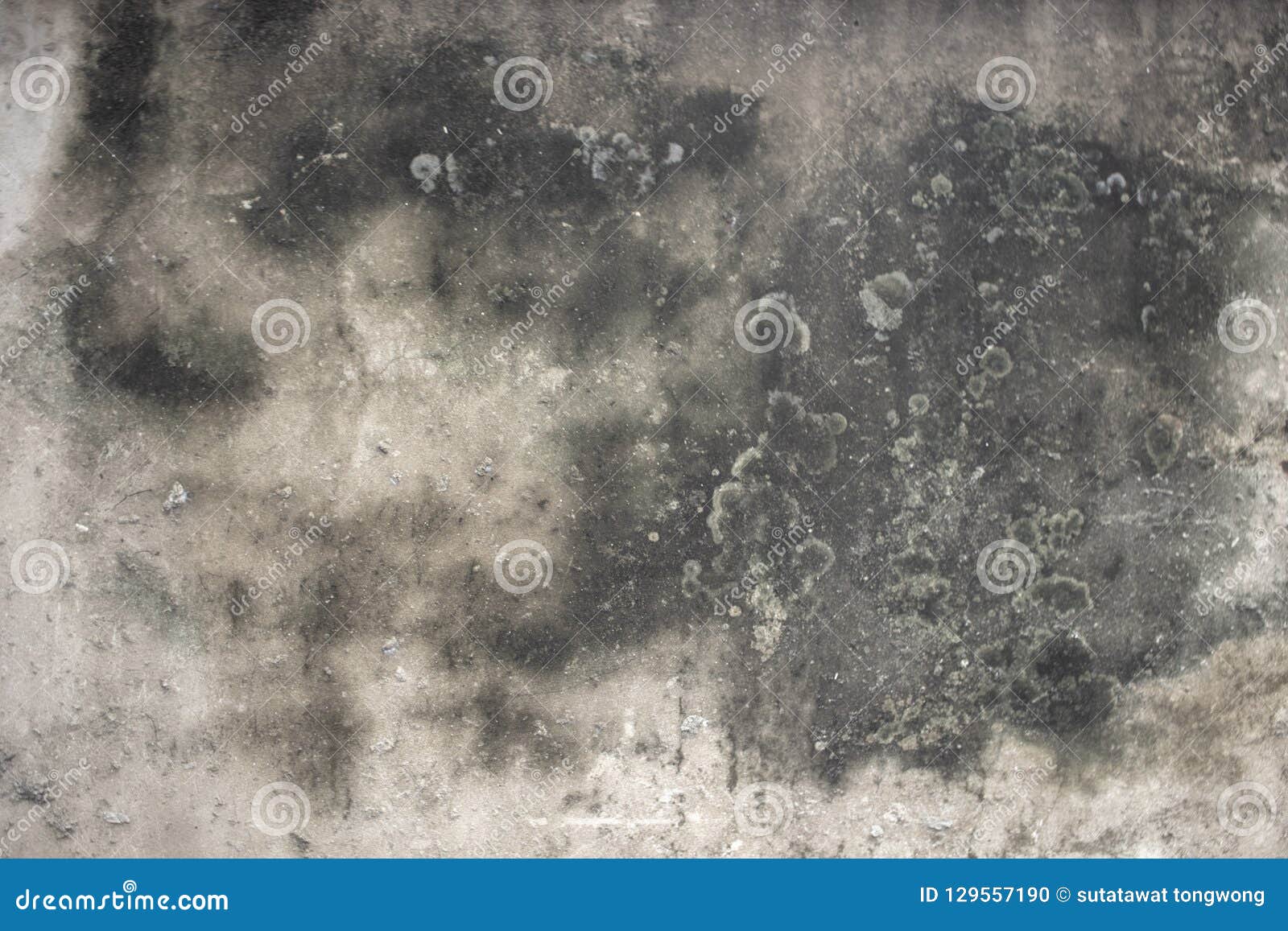 Beautiful Stain on the Wall Stock Photo - Image of closeup, prunus ...