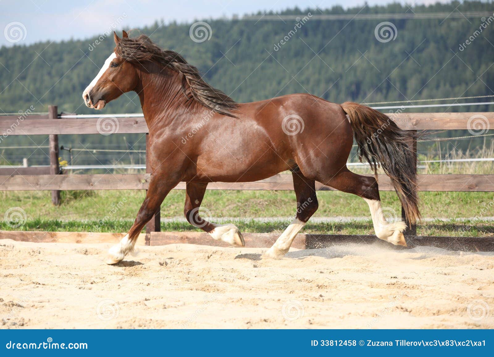Beautiful Stalion with Long Mane Running Stock Photo - Image of running ...