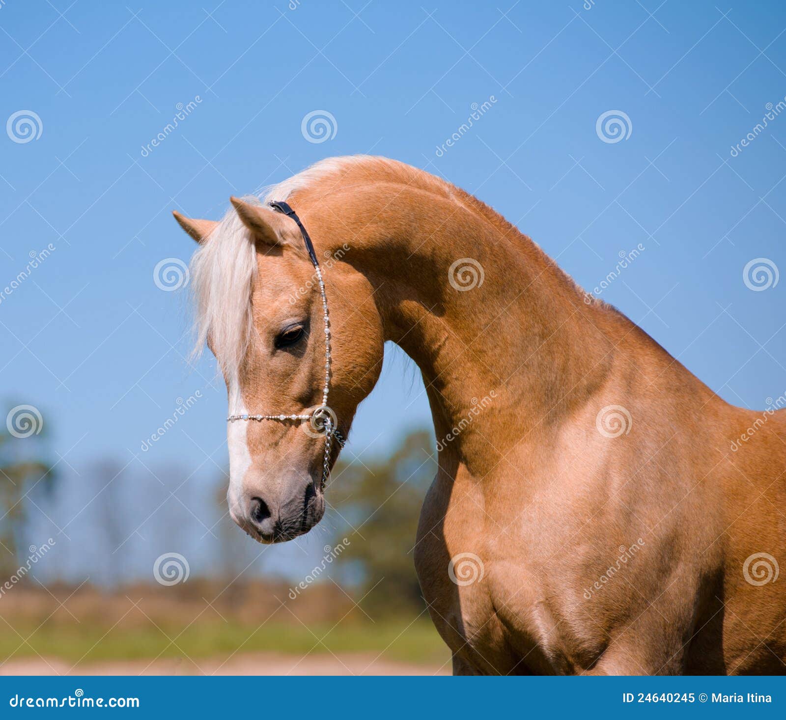 Beautiful stallion stock image. Image of color, horizon - 24640245