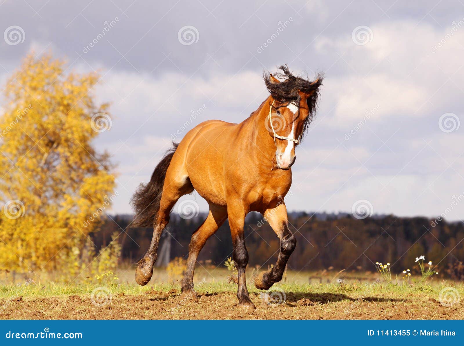 Beautiful Stallion Galloping Stock Image - Image of equestrian, equine ...