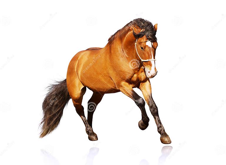 Beautiful Stallion Galloping Stock Image - Image of beast, moving: 11721881