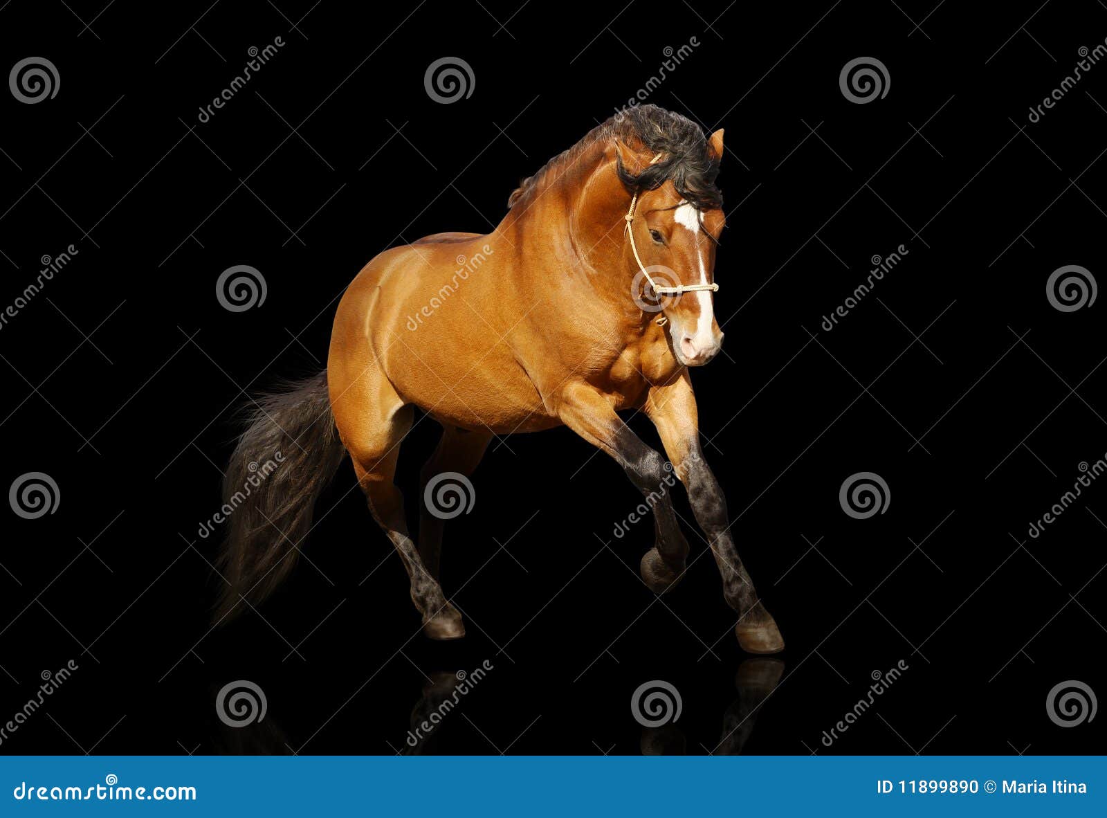 Beautiful Stallion Galloping Stock Photo - Image of forest, power: 11899890