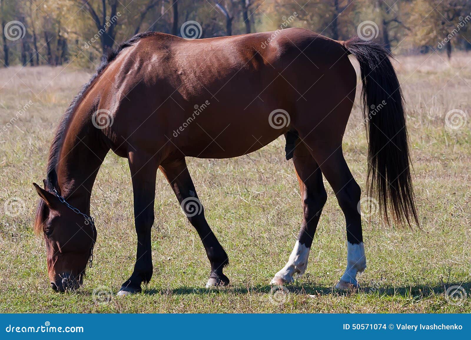Beautiful stallion stock photo. Image of green, eating - 50571074