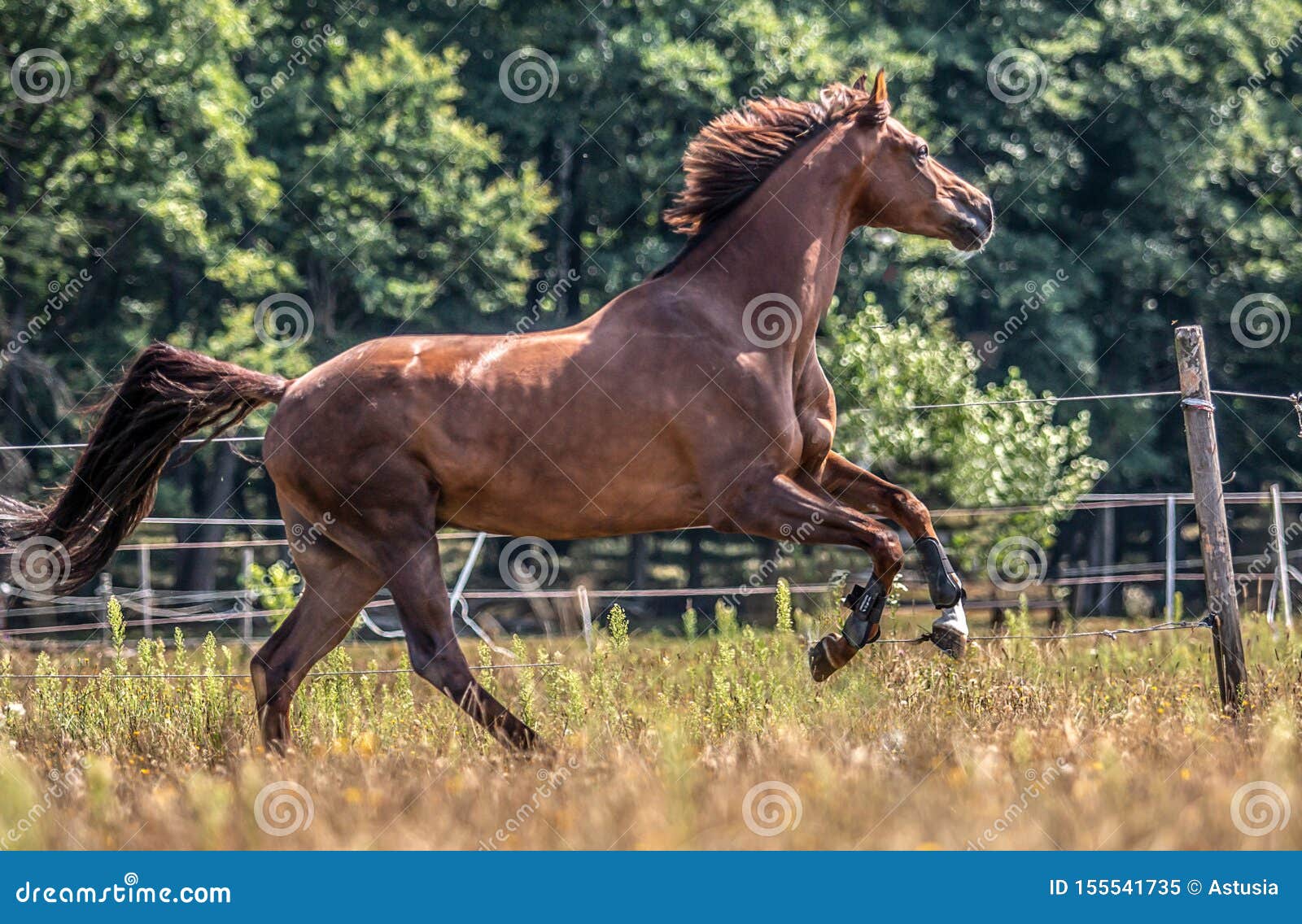 Beautiful Stallion in Motion on the Meadow Stock Image - Image of ...