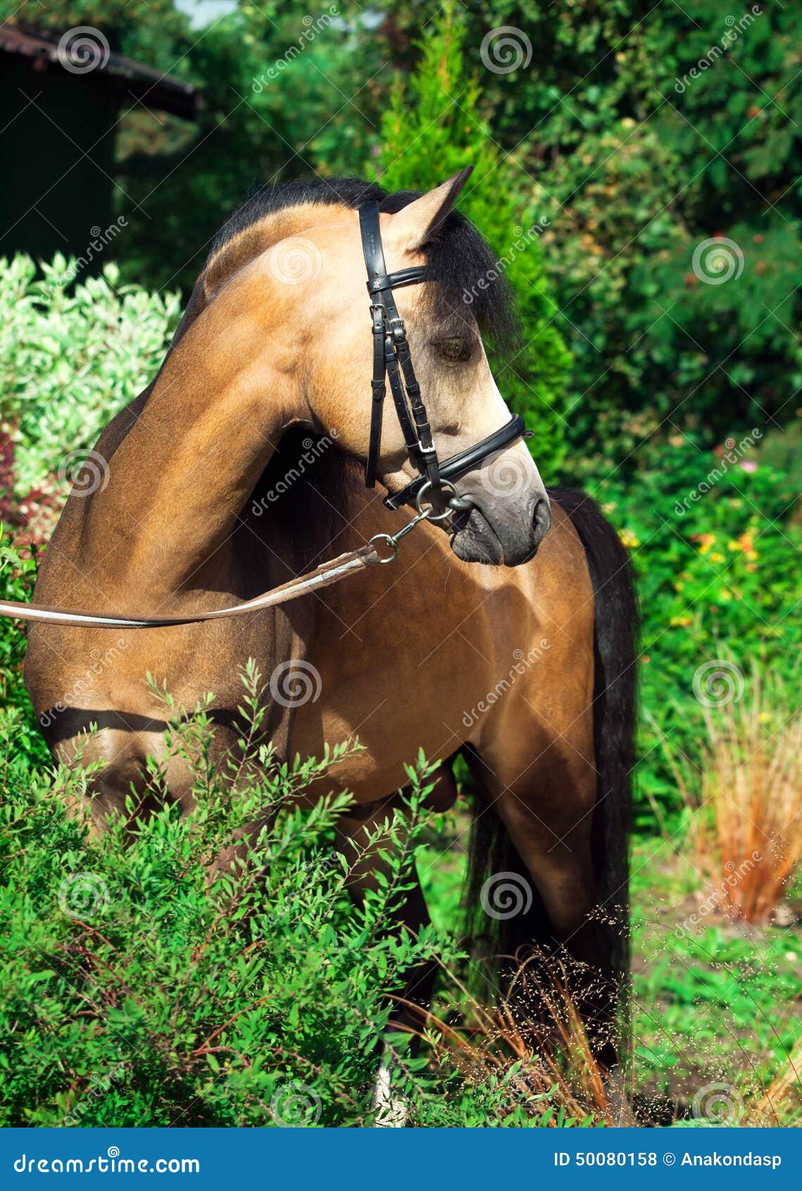 Beautiful Stallion of Welsh Pony Stock Photo - Image of breed ...