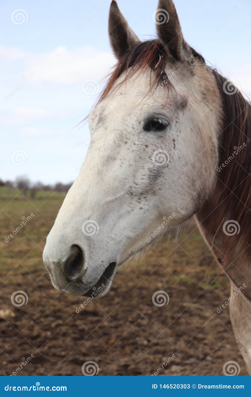 Beautiful Standardbred Gelding Stock Image - Image of mane, bred: 146520303