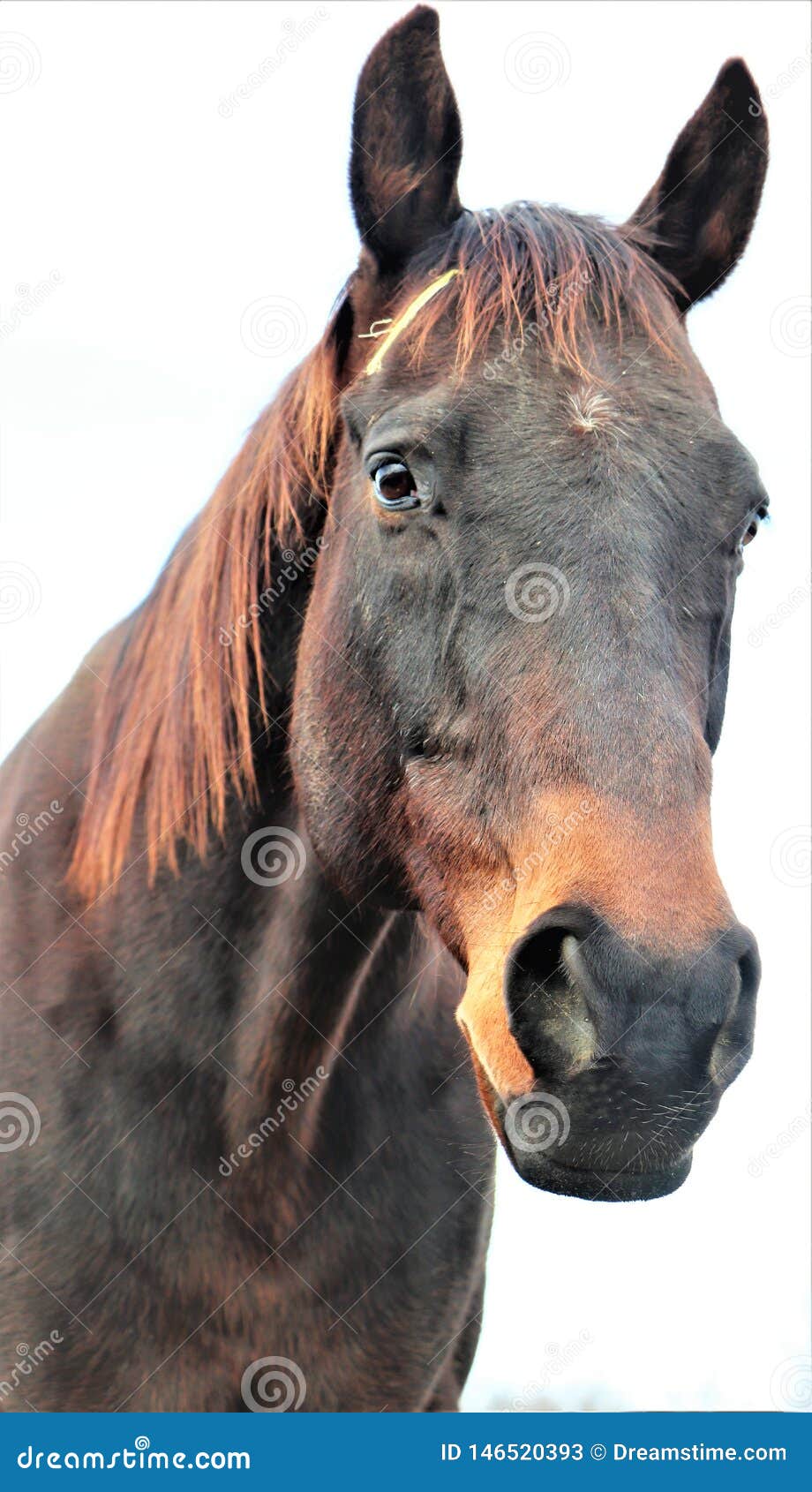 Beautiful Standardbred Gelding Stock Image - Image of white, beautiful ...