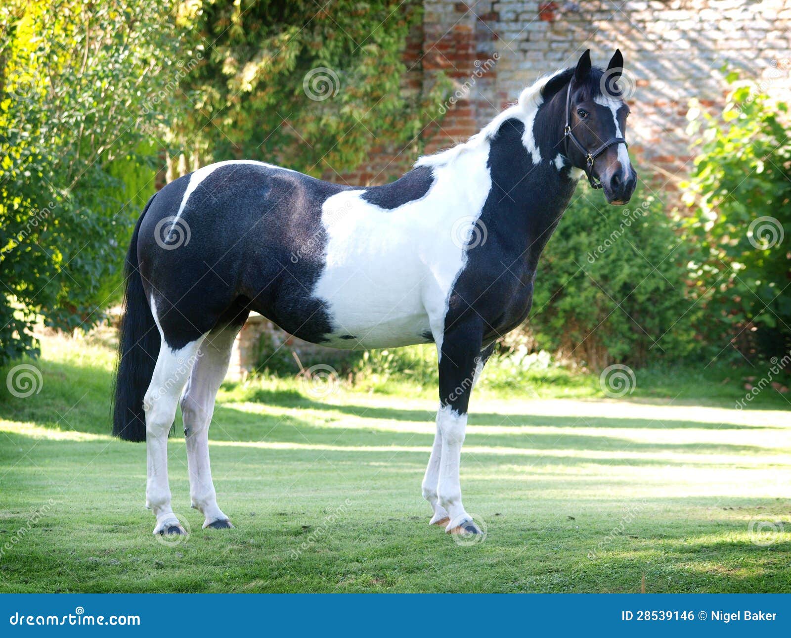 Beautiful Standing Horse stock photo. Image of grass - 28539146