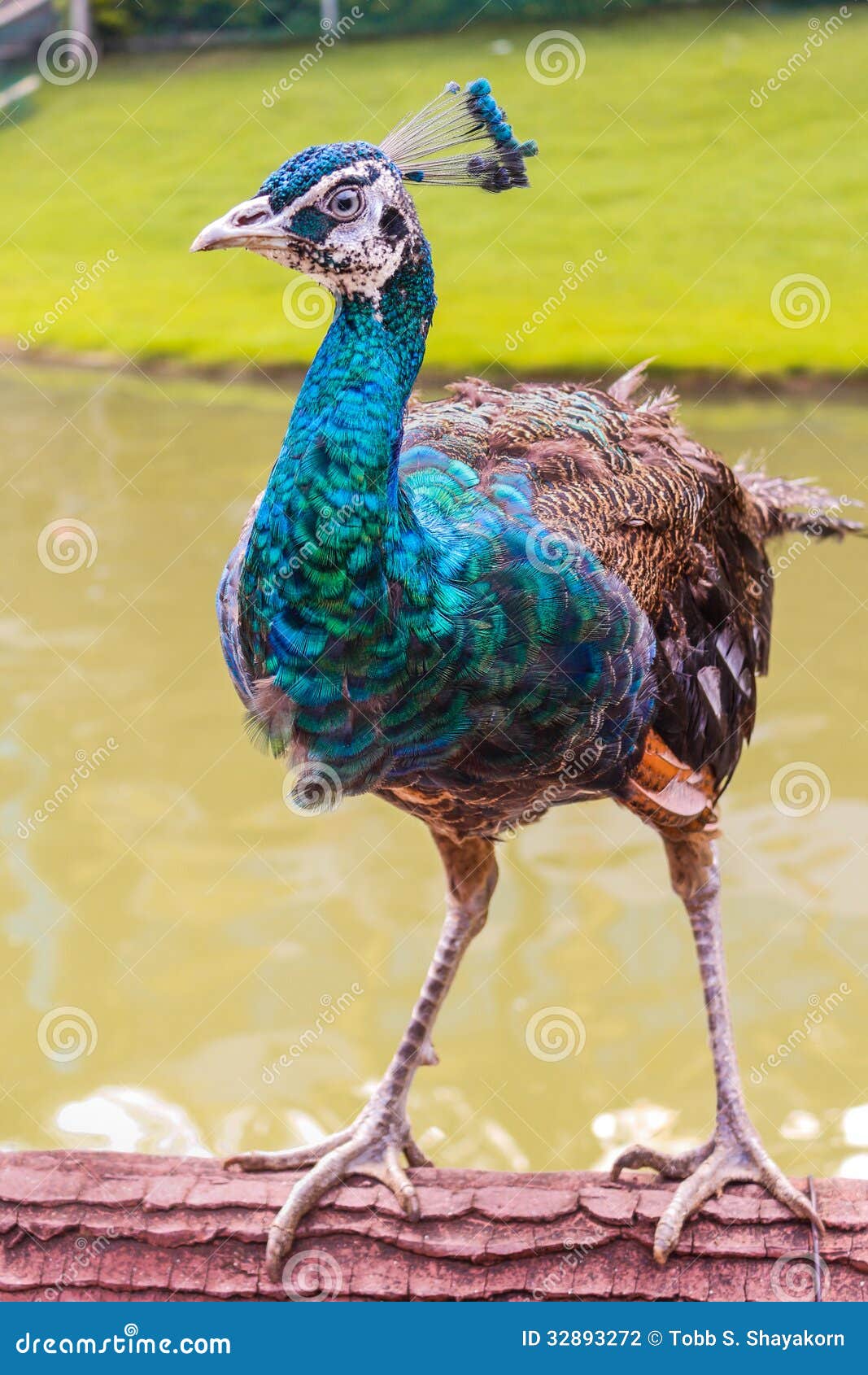 Beautiful standing peahen stock photo. Image of animal - 32893272