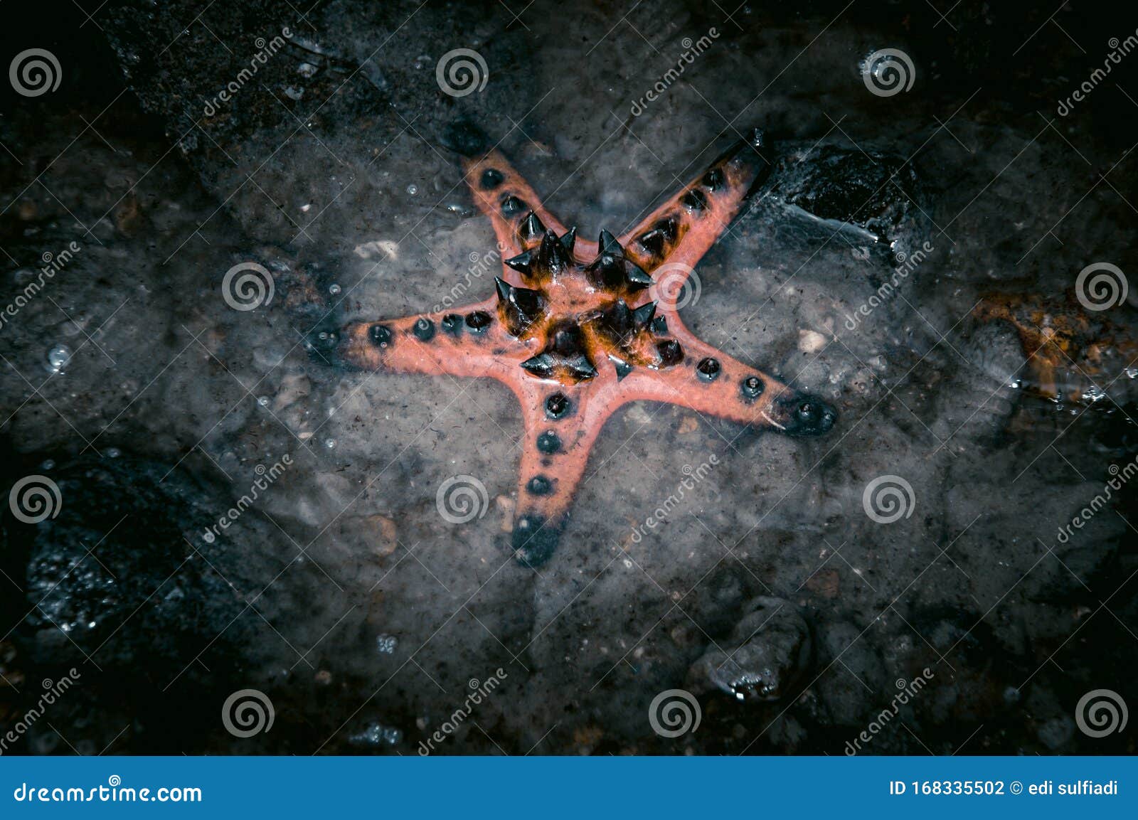 The beautiful star fish stock photo. Image of fish, star - 168335502