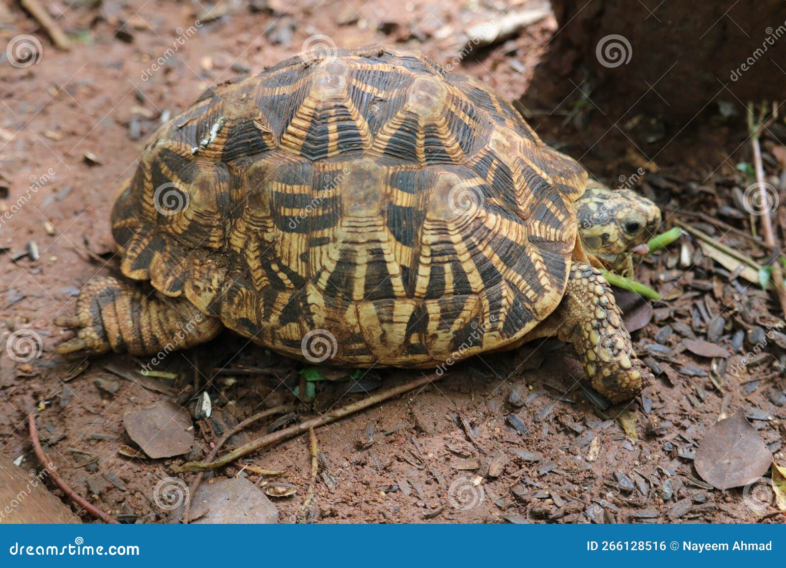 A Beautiful Star Turtle at the South Indian Zoo Stock Photo - Image of ...