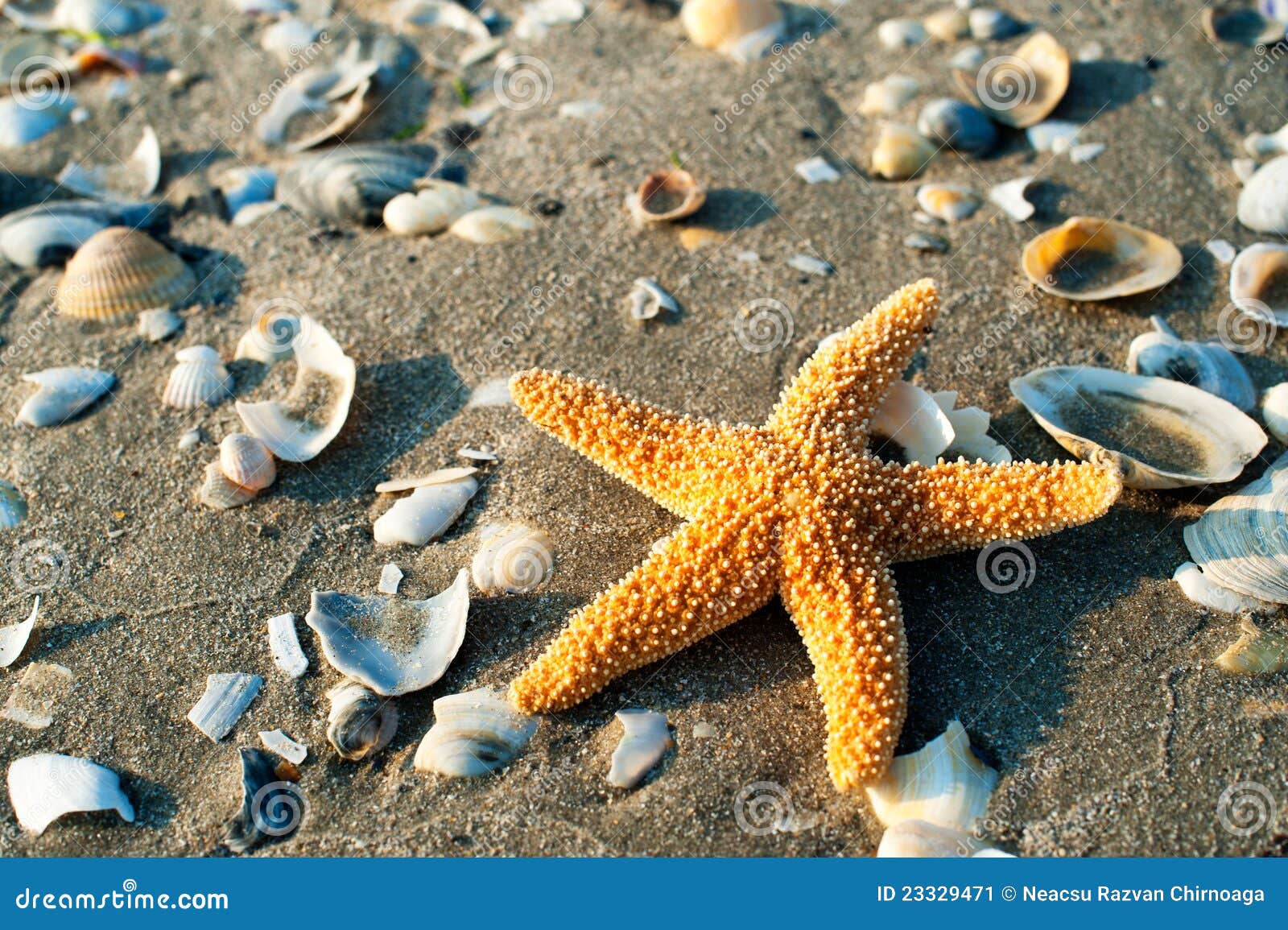 Beautiful starfish stock image. Image of blue, space - 23329471