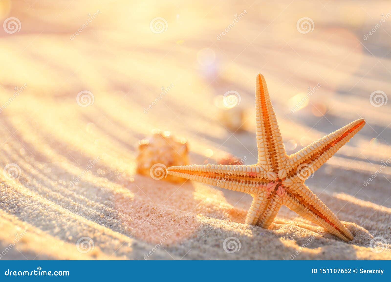 Beautiful Starfish on Beach Sand, Closeup Stock Photo - Image of drift ...