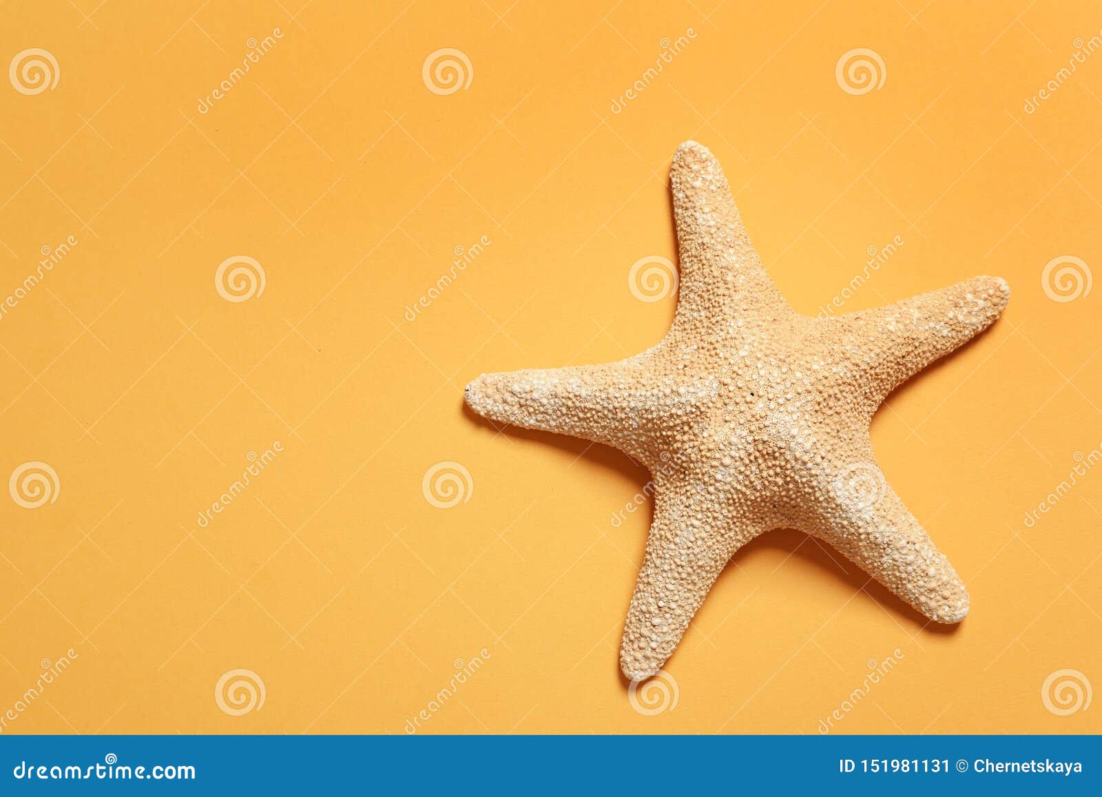 Beautiful Starfish on Color Background, Top View Stock Image - Image of ...
