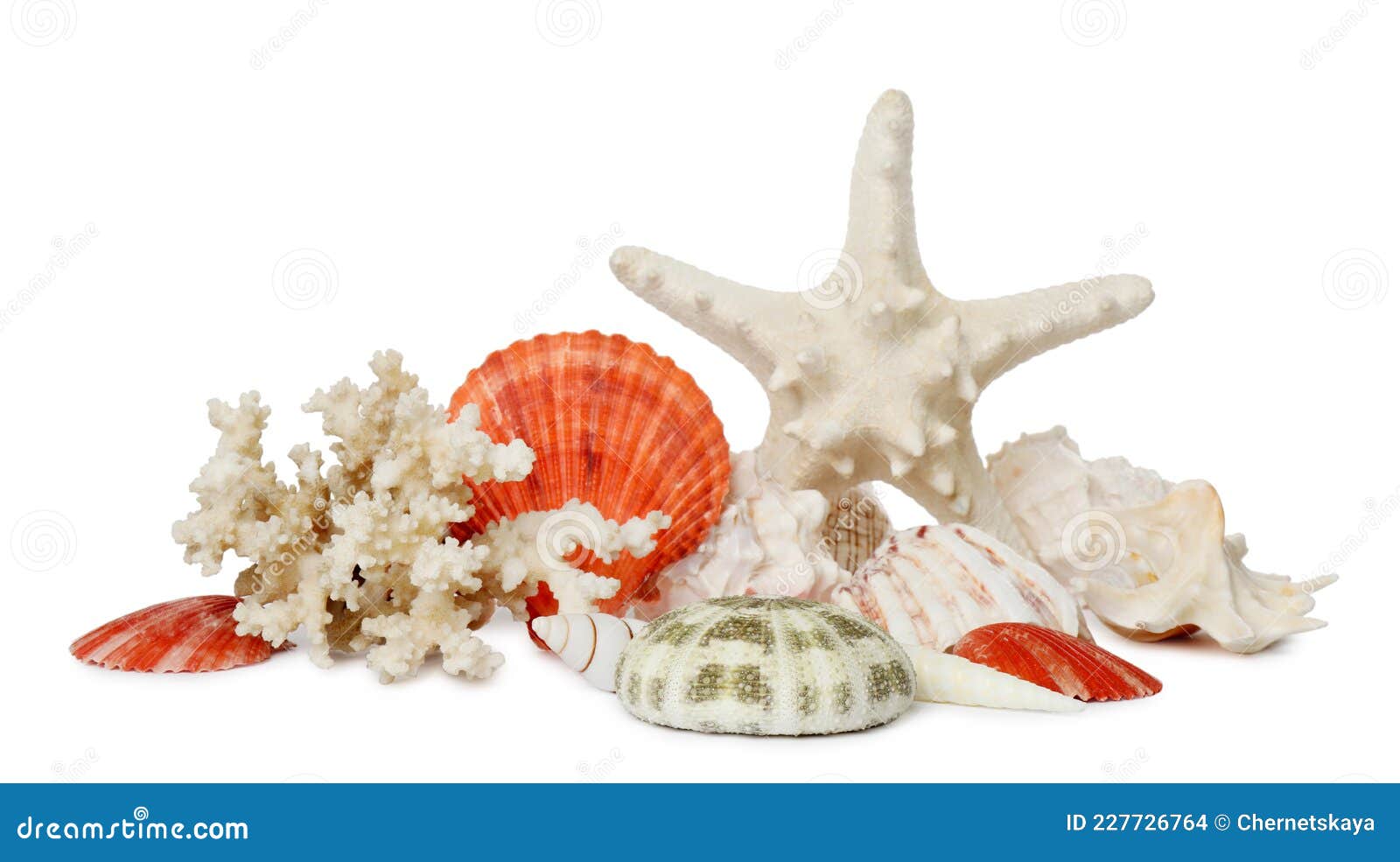 Beautiful Starfish, Coral and Sea Shells on White Background Stock ...