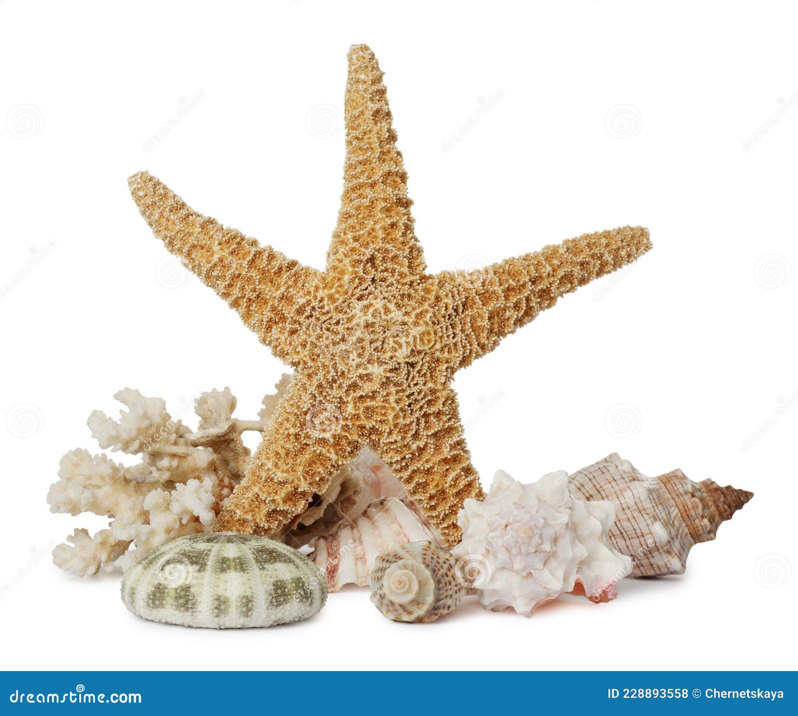 Beautiful Starfish, Coral and Sea Shells on White Background Stock ...
