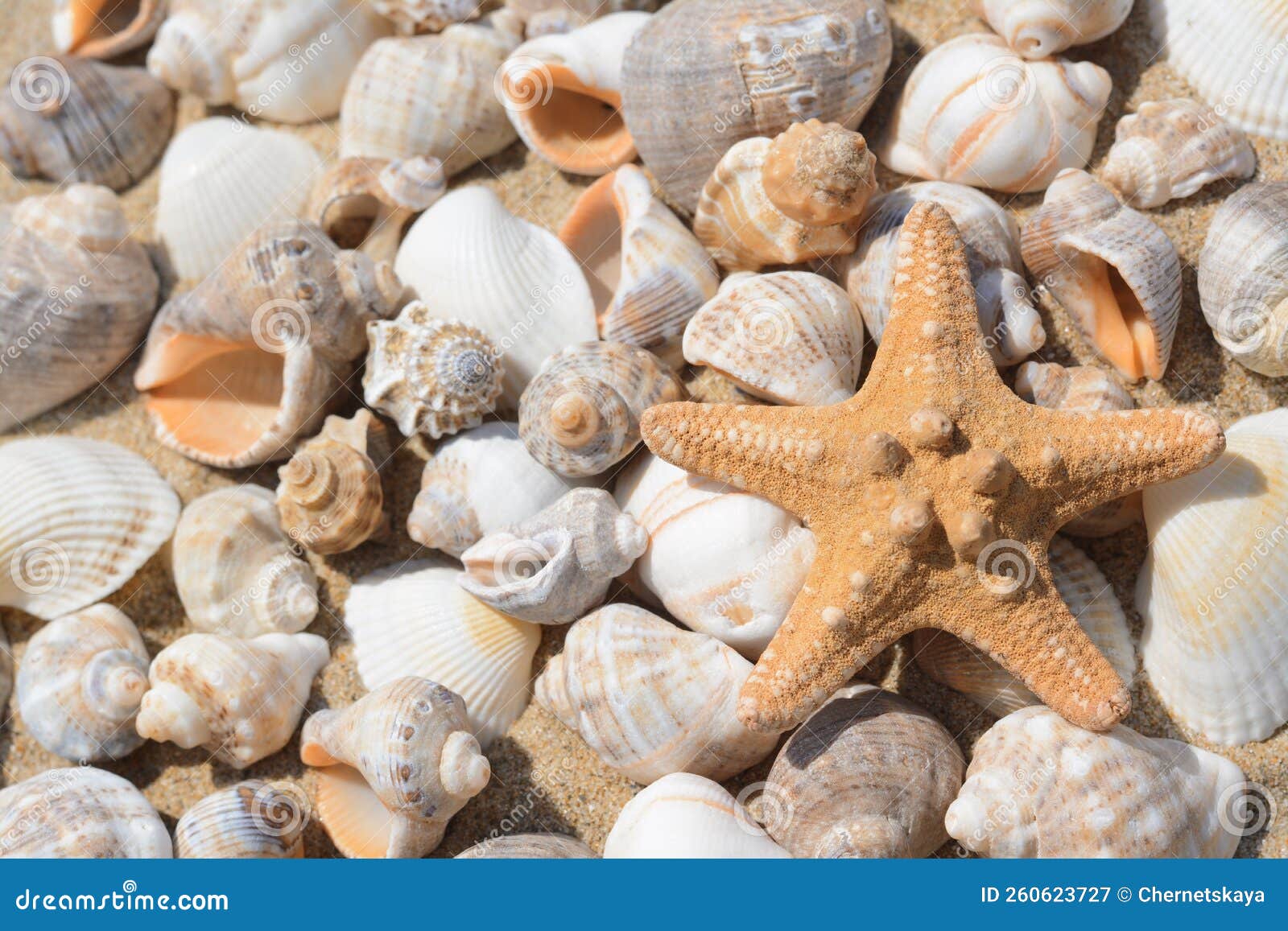 Beautiful Starfish and Sea Shells on Sand, Closeup Stock Image - Image ...