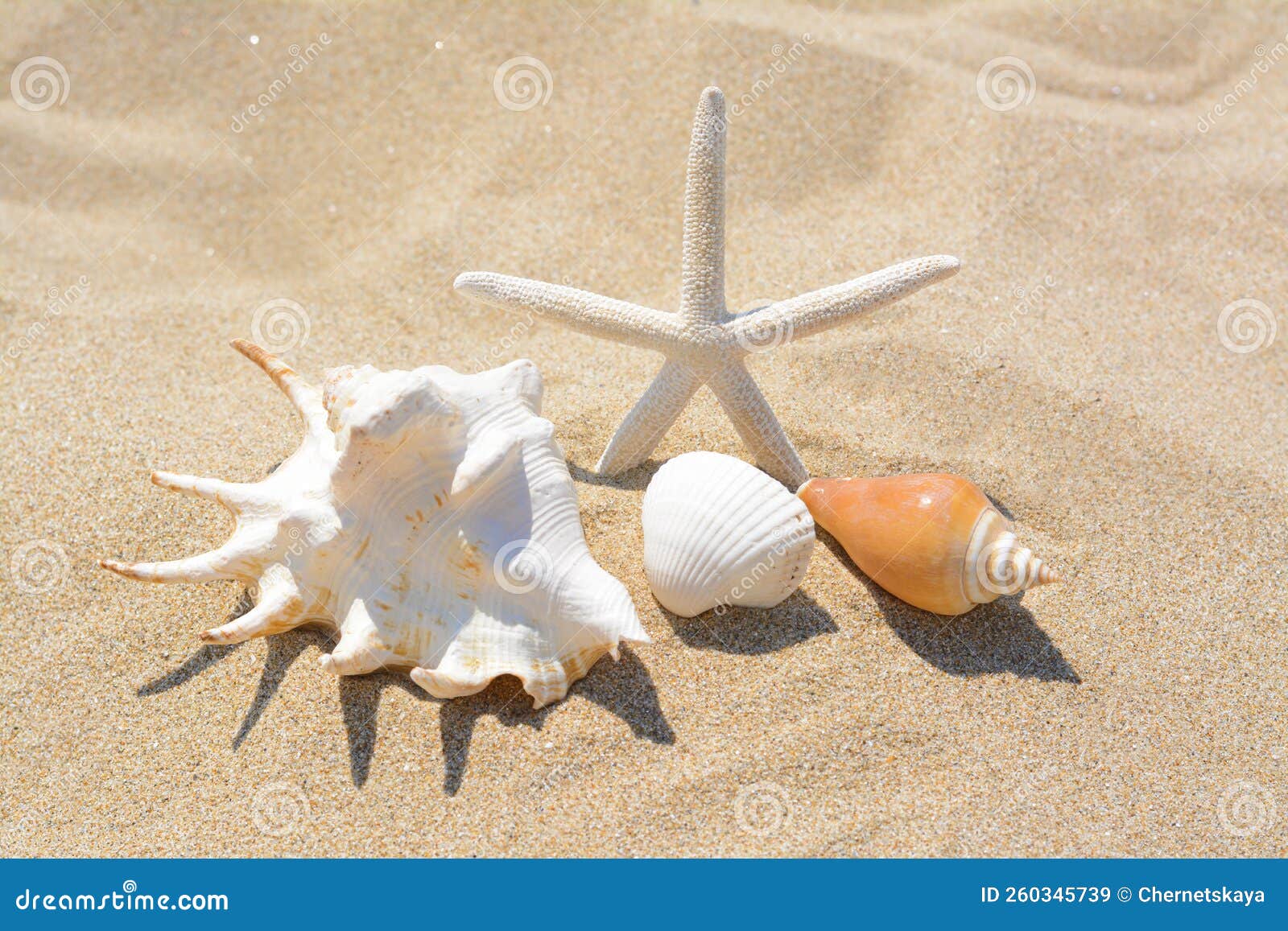 Beautiful Starfish and Sea Shells on Sandy Beach Stock Image - Image of ...