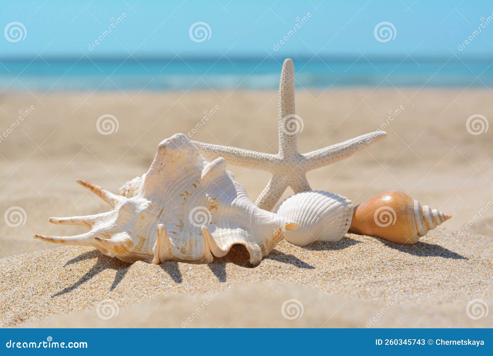 Beautiful Starfish and Sea Shells on Sandy Beach Stock Image - Image of ...