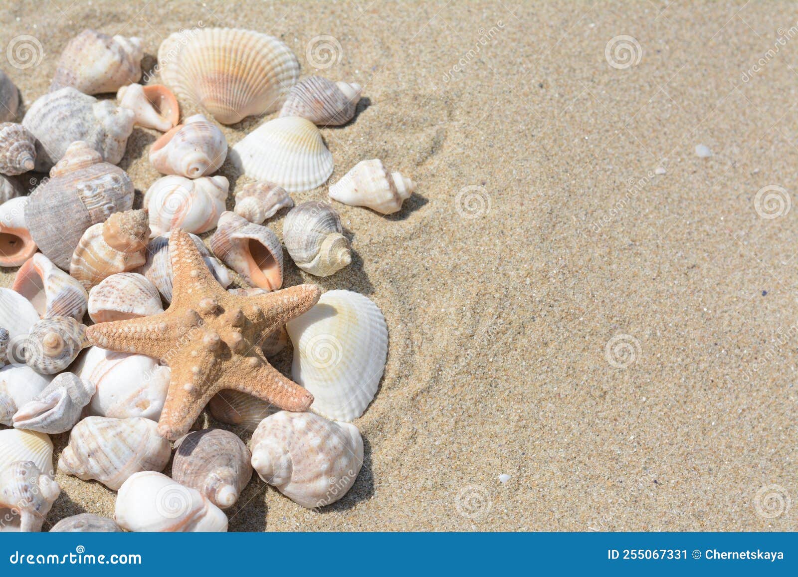 Beautiful Starfish and Sea Shells on Beach, Space for Text Stock Image ...