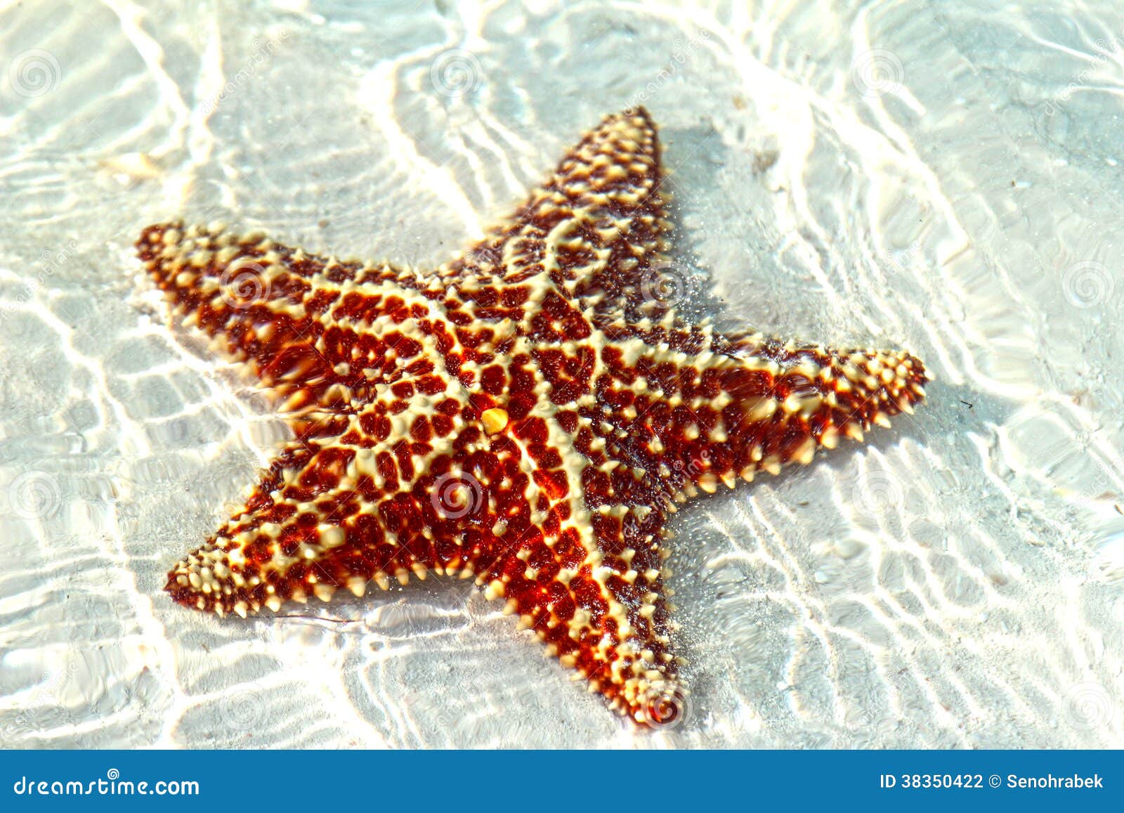 Beautiful starfish stock photo. Image of coast, cayo - 38350422