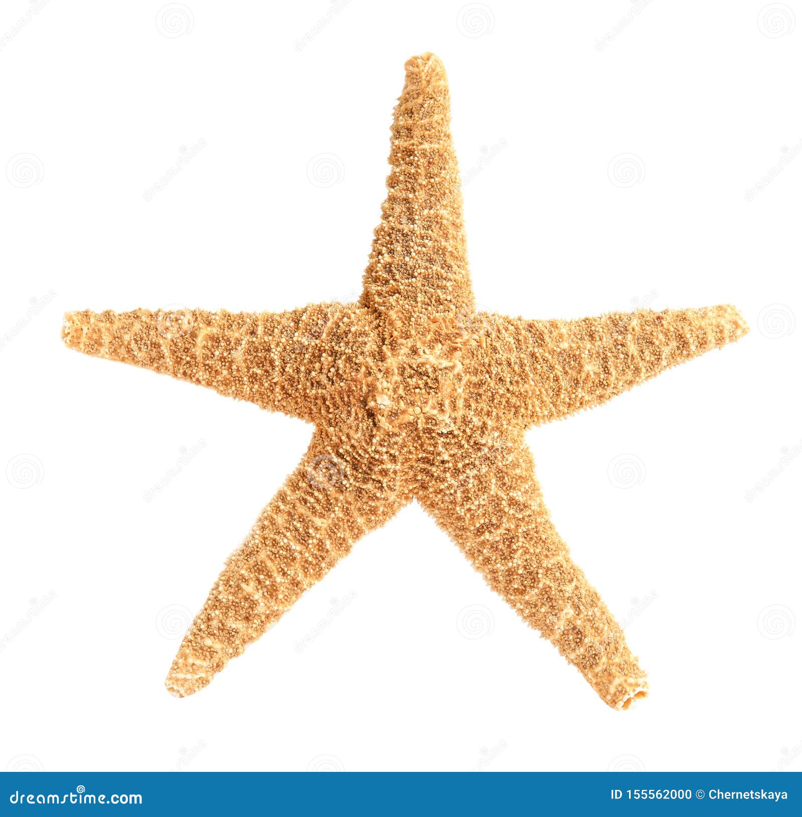 Beautiful Starfish on White Background. Beach Stock Photo - Image of ...