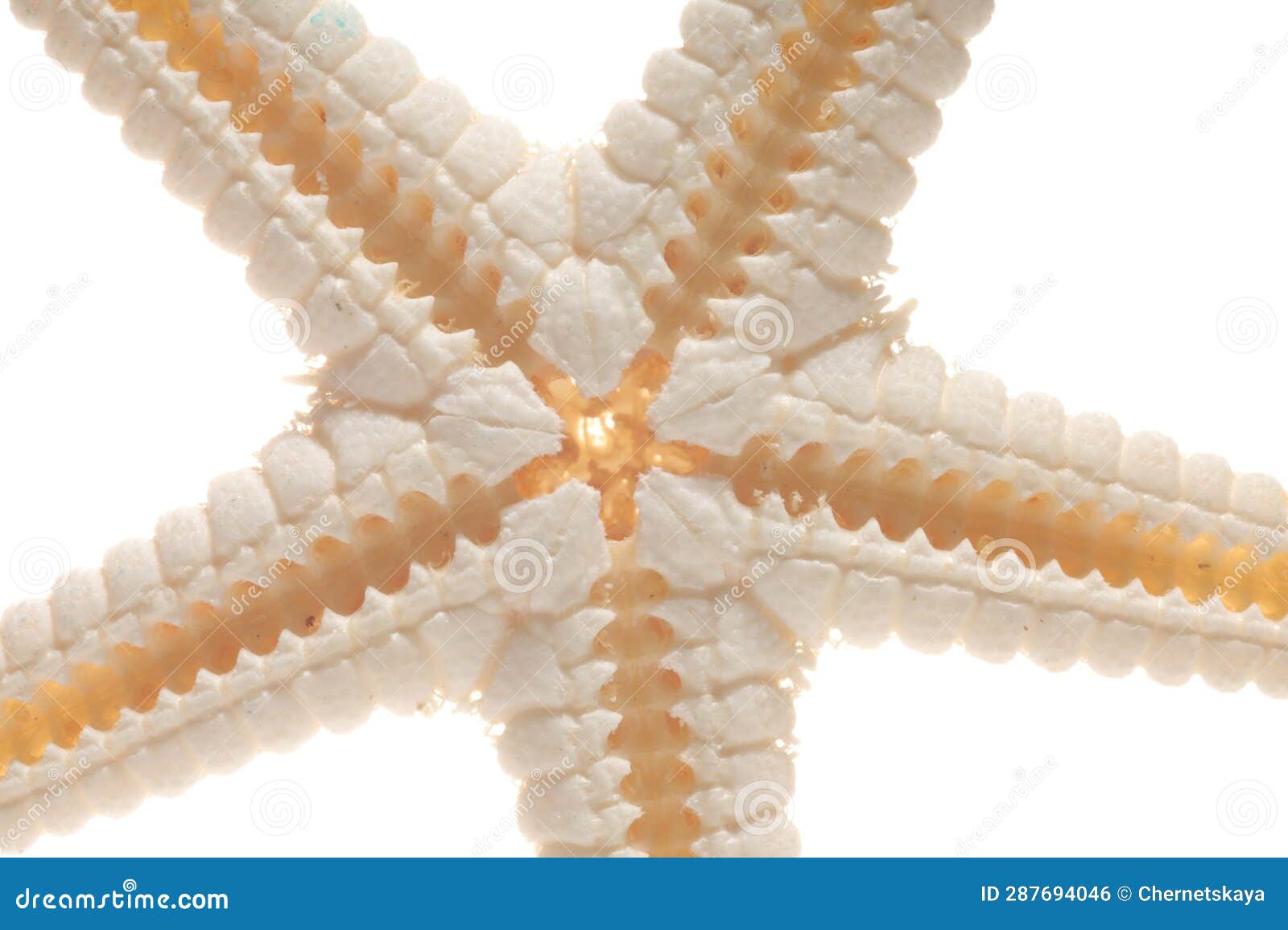 Beautiful Starfish on White Background, Closeup View Stock Photo ...