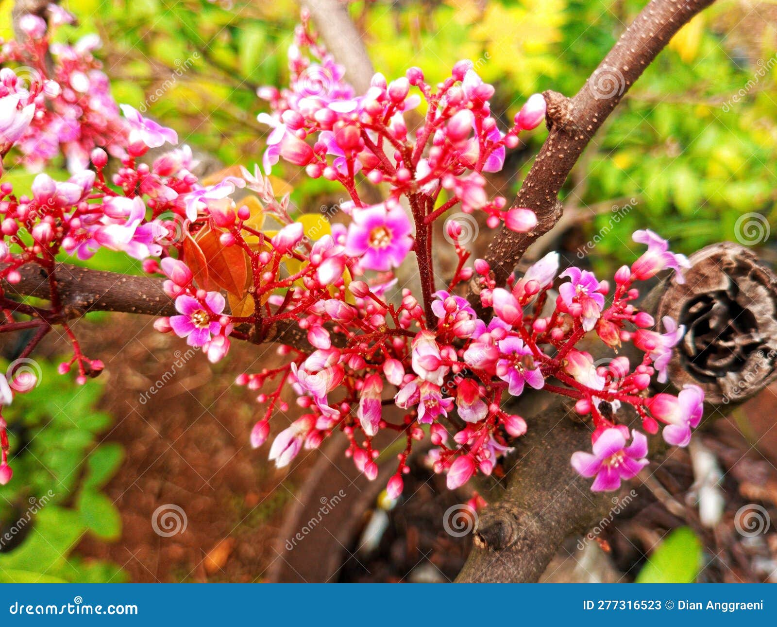 Starfruit Tree & X28; Belimbing Wuluh Indonesia & X29; Stock Image ...