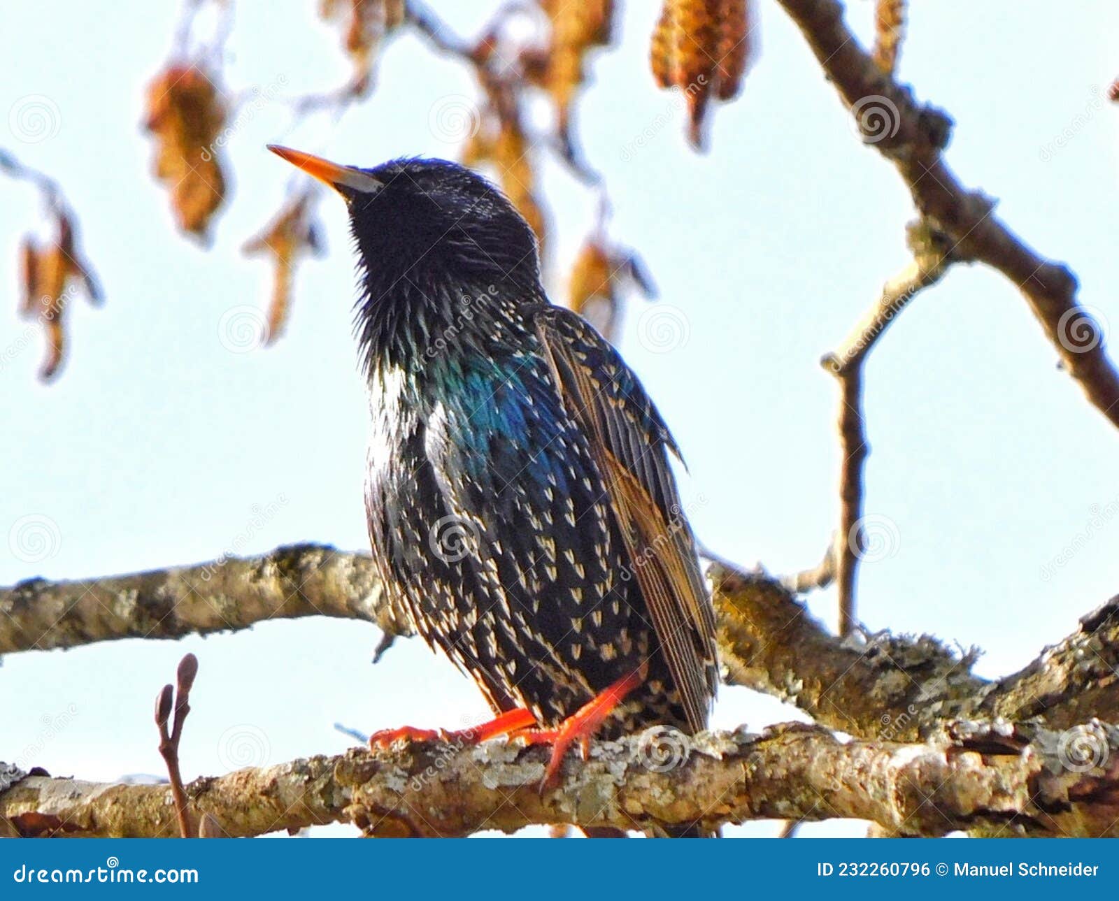 Beautiful Starling on Top of a Tree Stock Photo - Image of nature ...