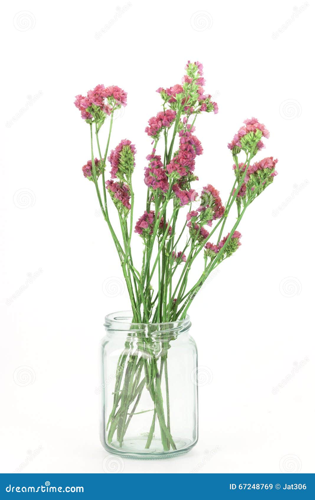 Beautiful Statice Flowers Isolated Stock Image - Image of flowers ...