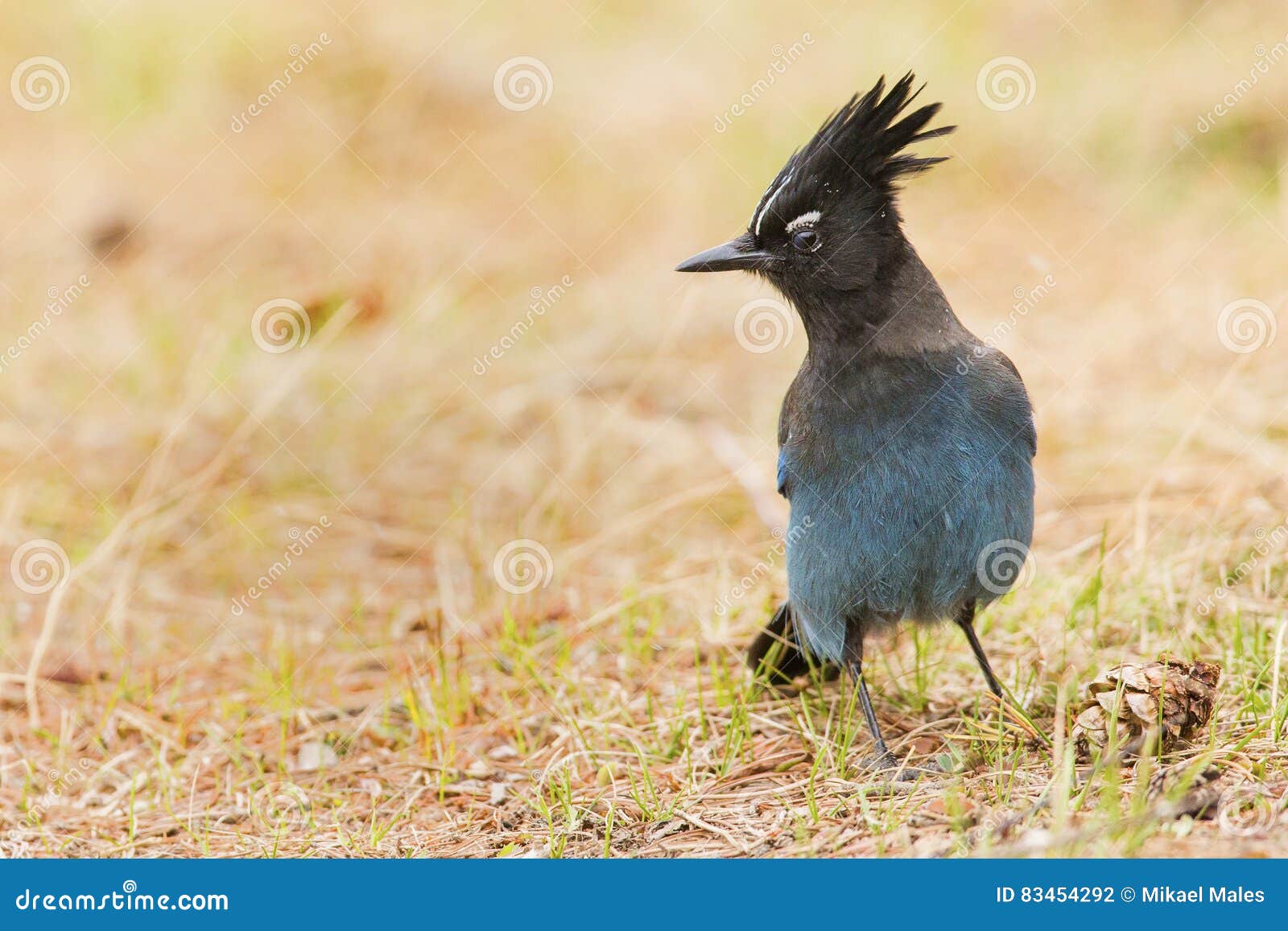 Beautiful Stellar Jay stock photo. Image of party, national - 83454292