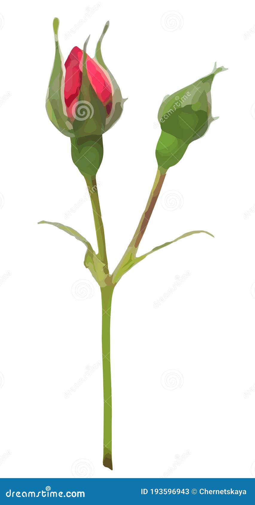 Beautiful Stem with Roses Illustration on Background. Stylish Design ...