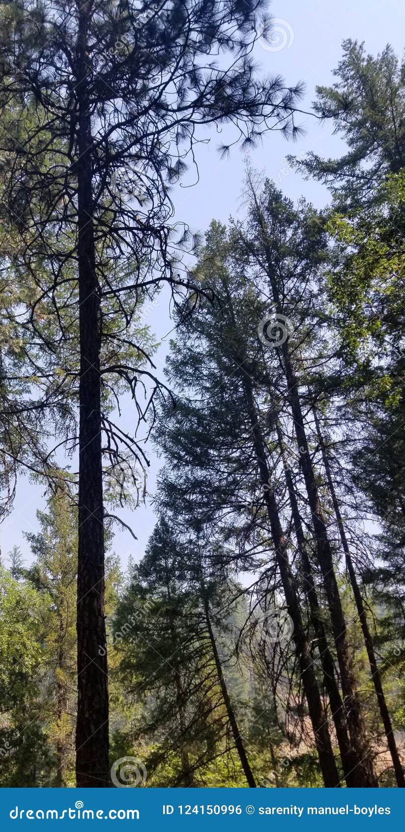 Normal pretty green trees stock photo. Image of still - 124150996