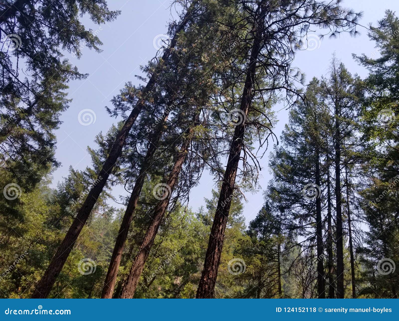 Normal pretty green trees stock photo. Image of still - 124152118